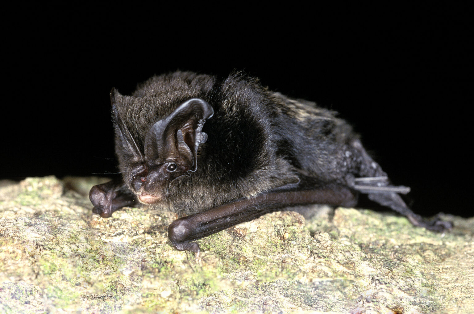 The importance of woodland and trees to UK bats – Forestry Commission