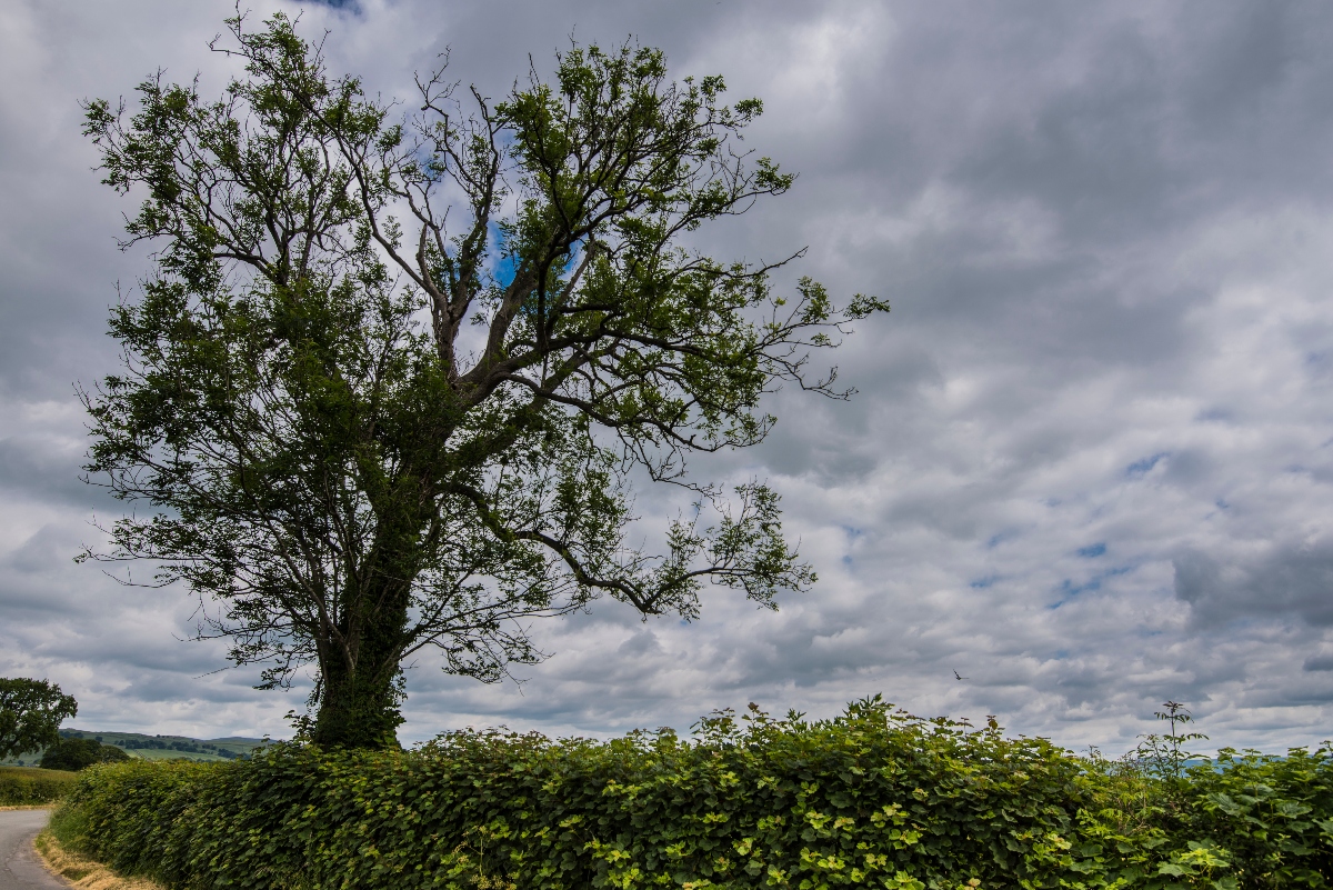 Responding to ash dieback: assessing your risk and what you can do ...
