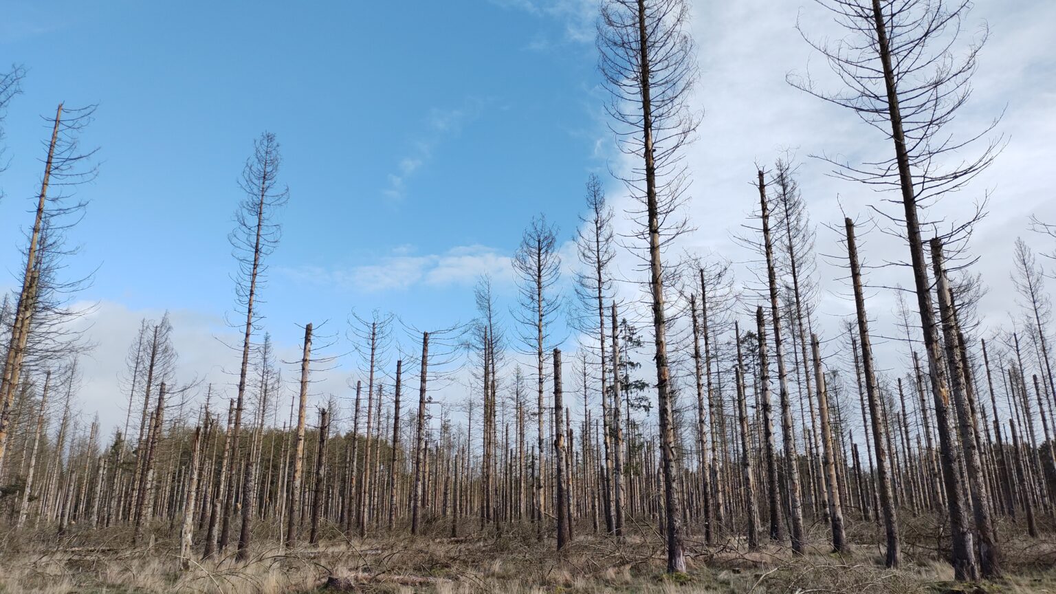 Tree health – Forestry Commission