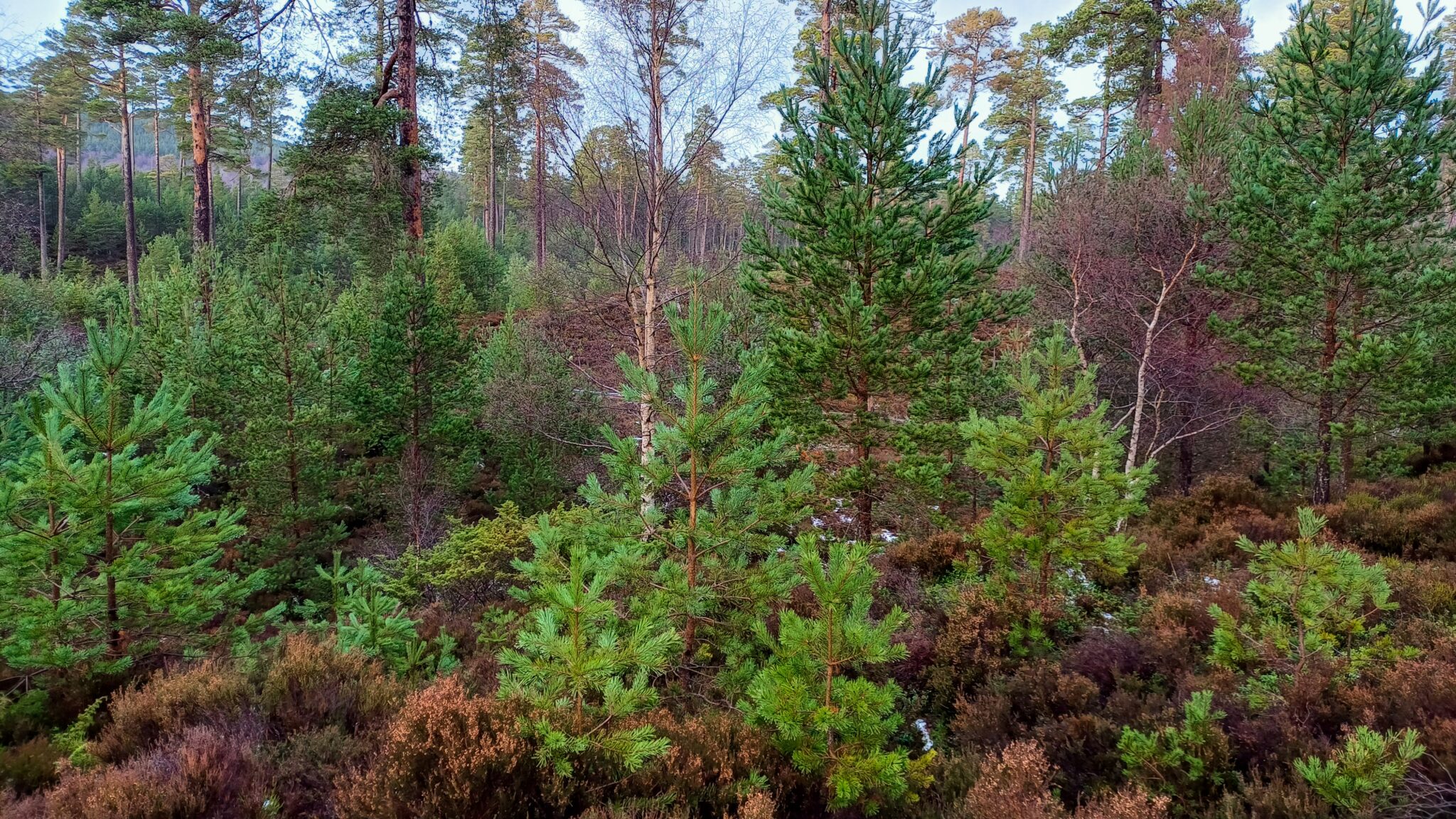 The wider benefits of Continuous Cover Forestry – Forestry Commission
