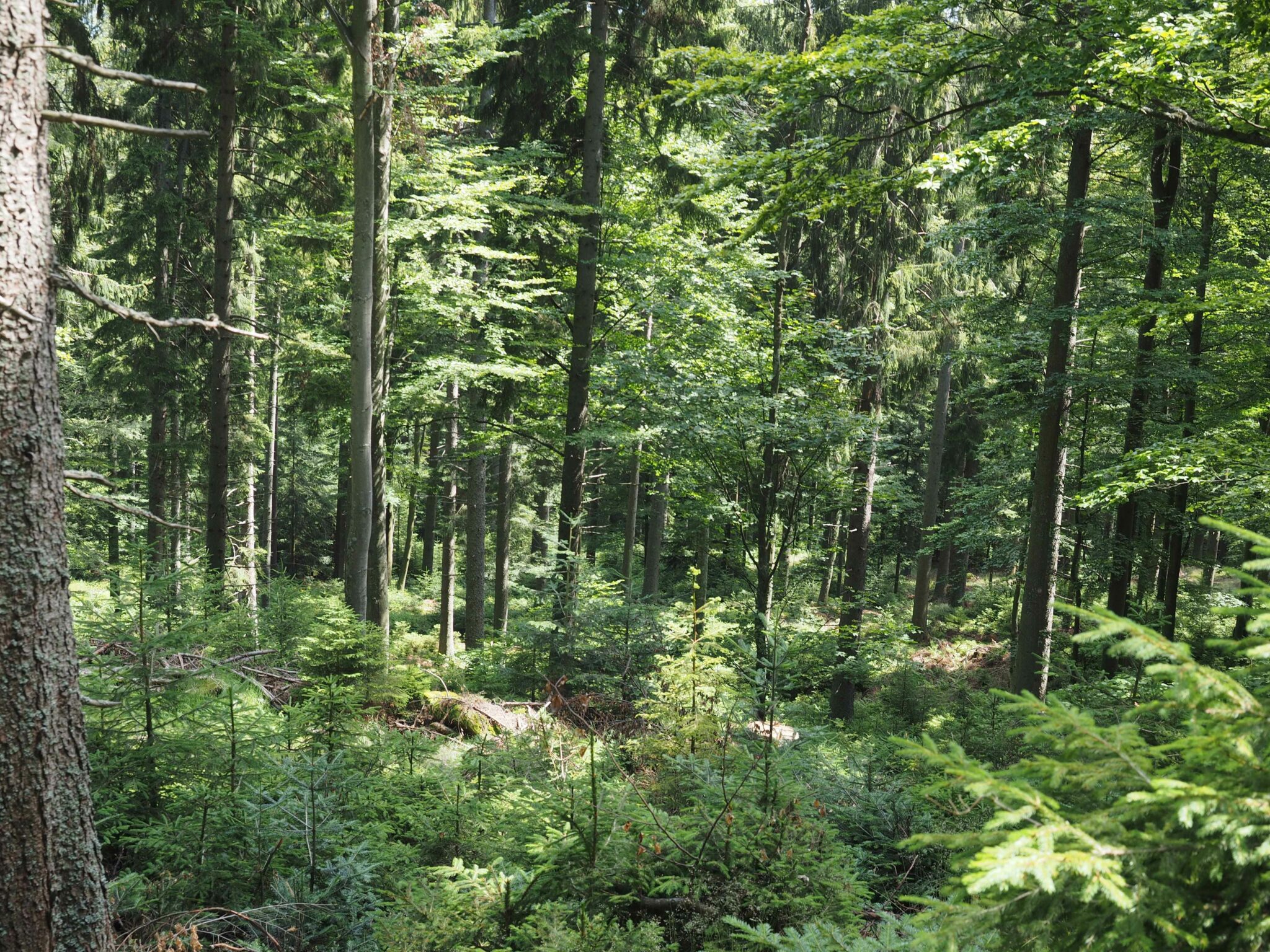 The wider benefits of Continuous Cover Forestry – Forestry Commission