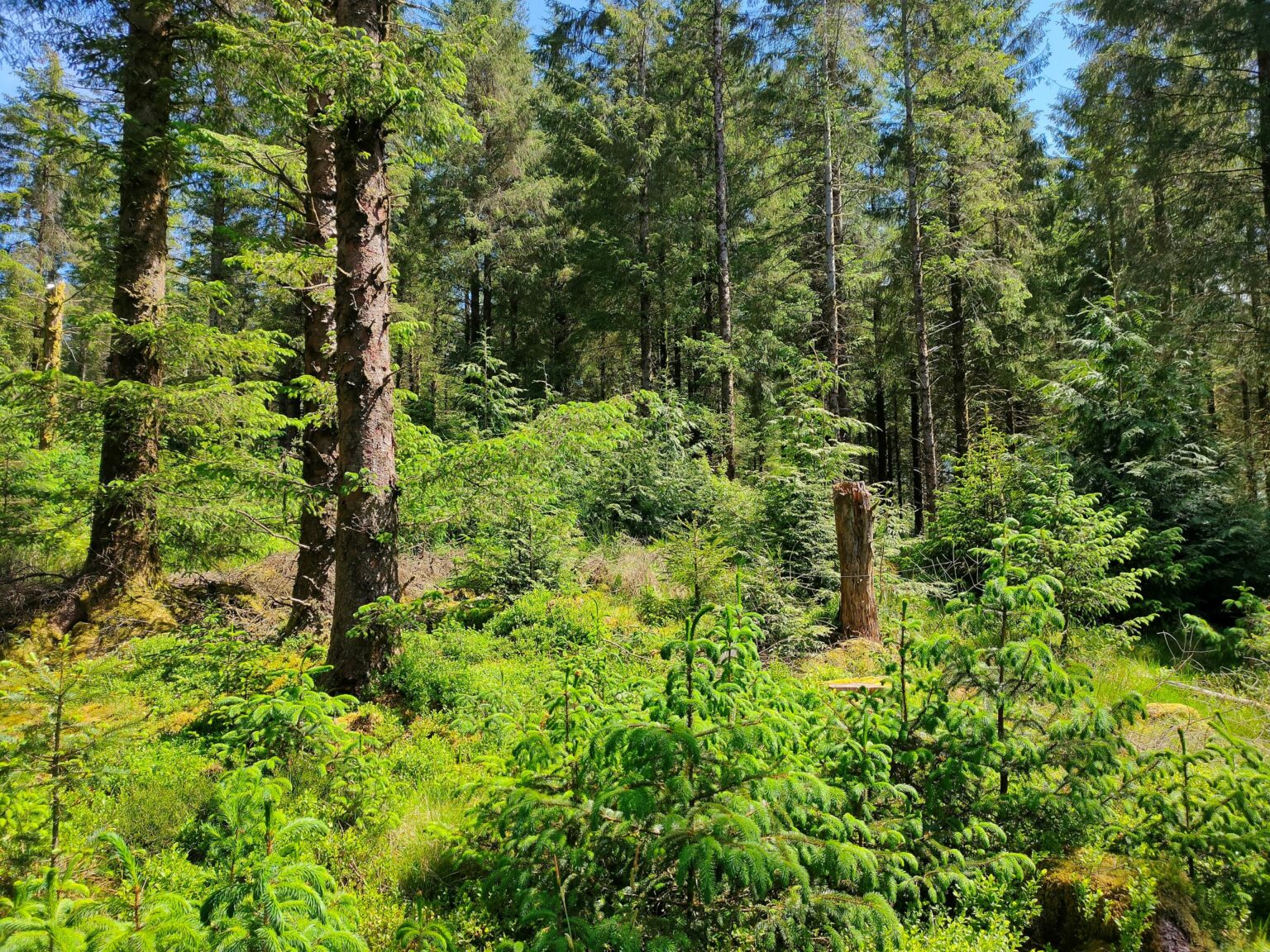 The wider benefits of Continuous Cover Forestry – Forestry Commission