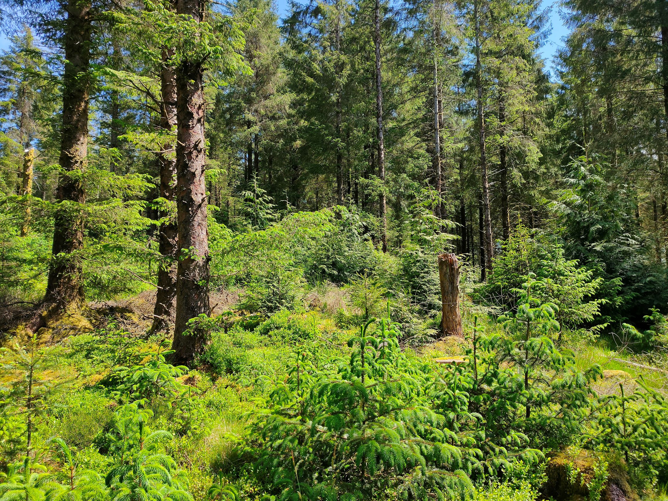 The wider benefits of Continuous Cover Forestry – Forestry Commission