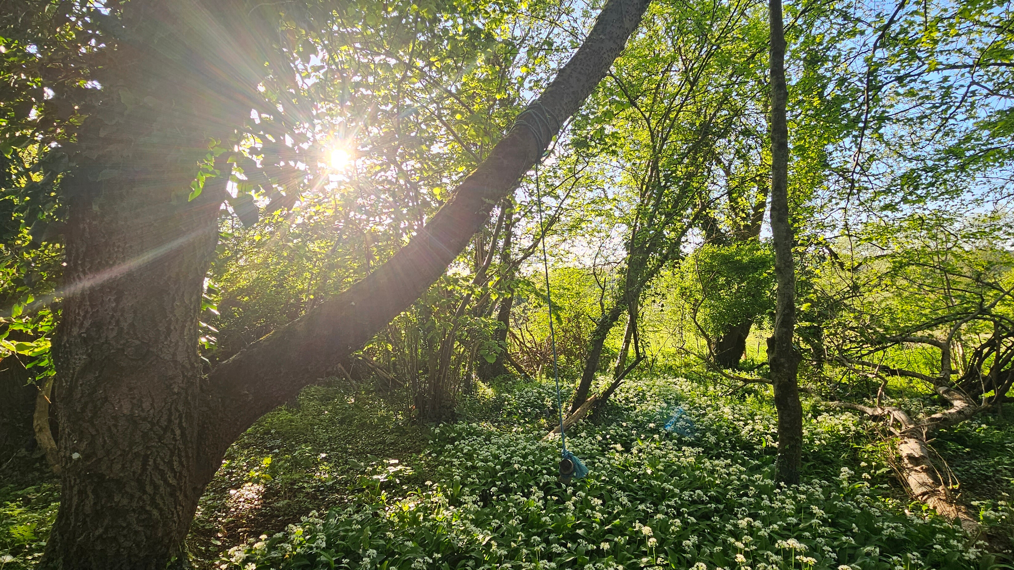 Into the woods: growing up with the trees – Forestry Commission
