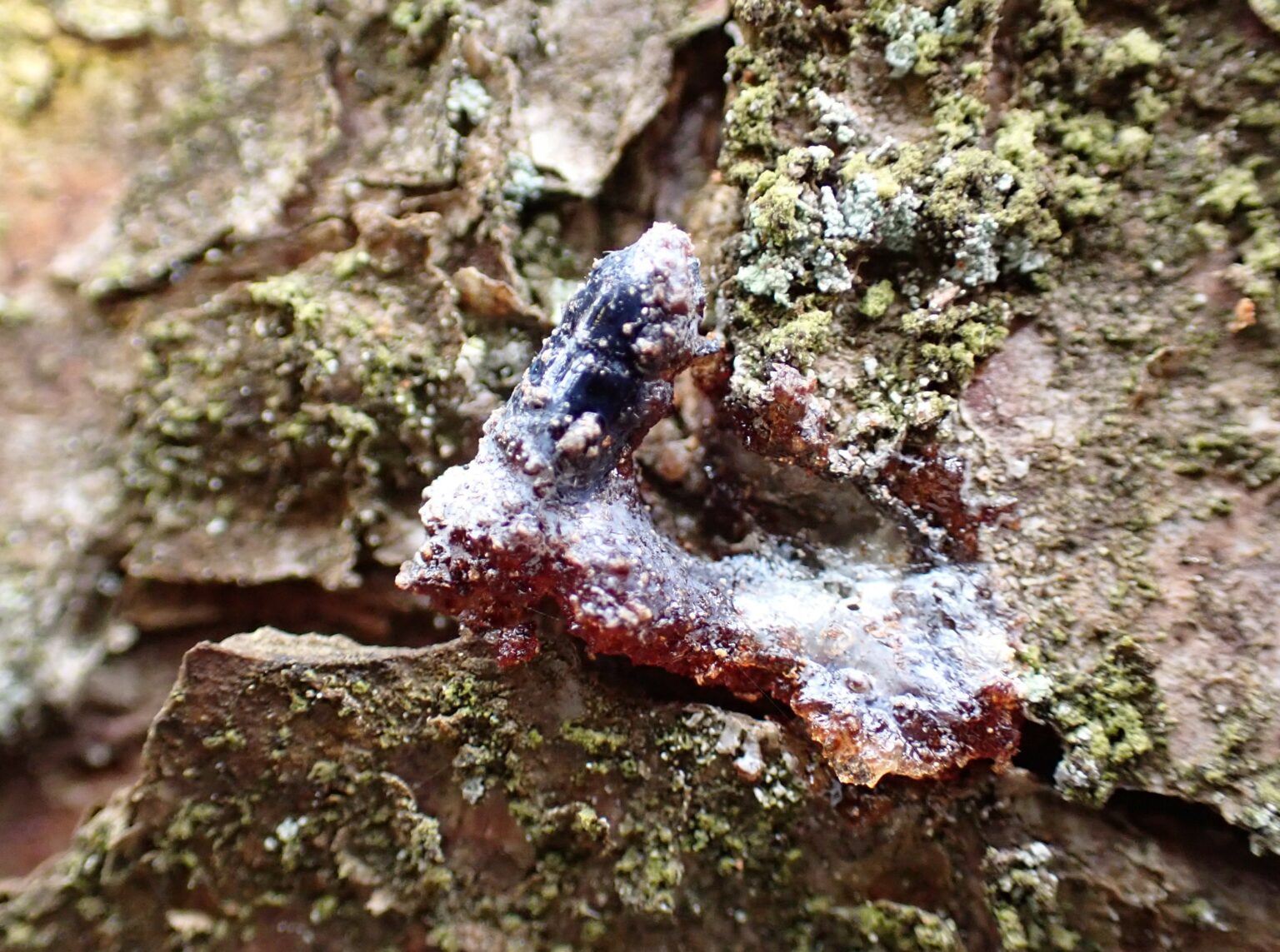 International cooperation helps understand the threat from an invasive ...