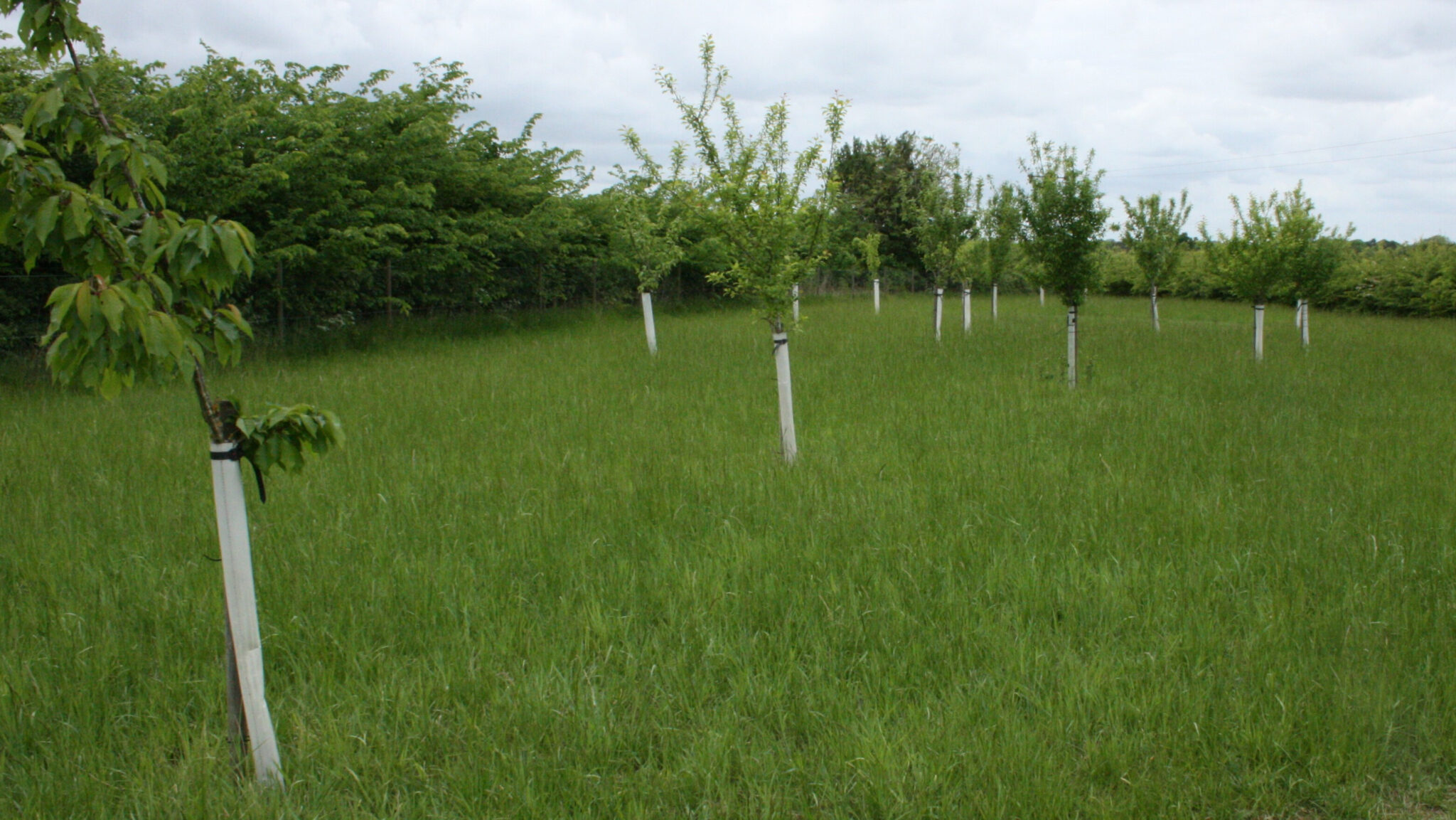 Is agroforestry right for your farm? New funding to help plan and ...