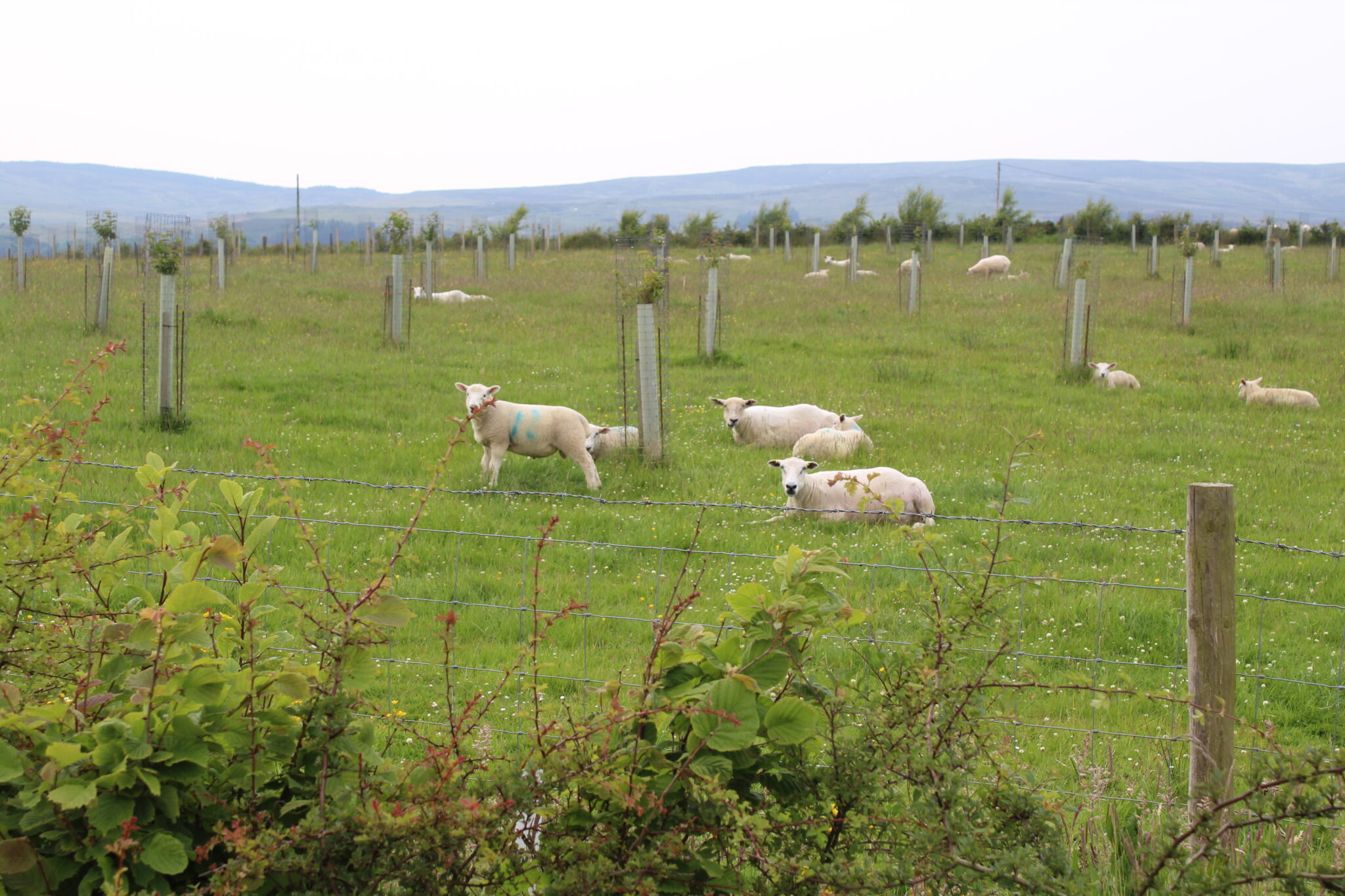 Is agroforestry right for your farm? New funding to help plan and ...