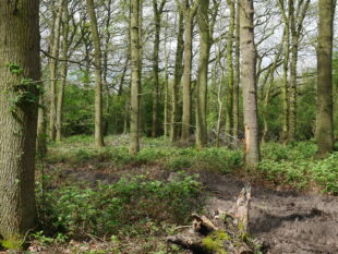 Make your next Woodland Condition Assessment easier – Forestry Commission