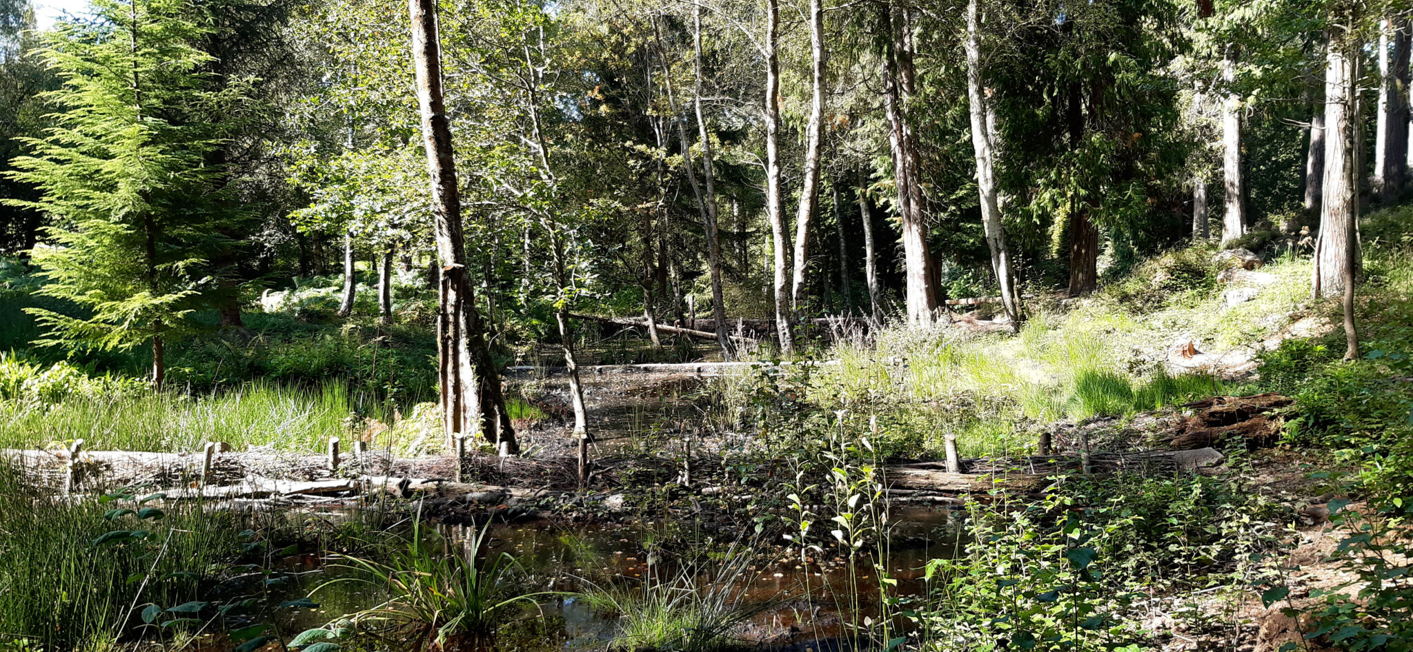 Unlocking potential: products, people and possibilities – Forestry ...