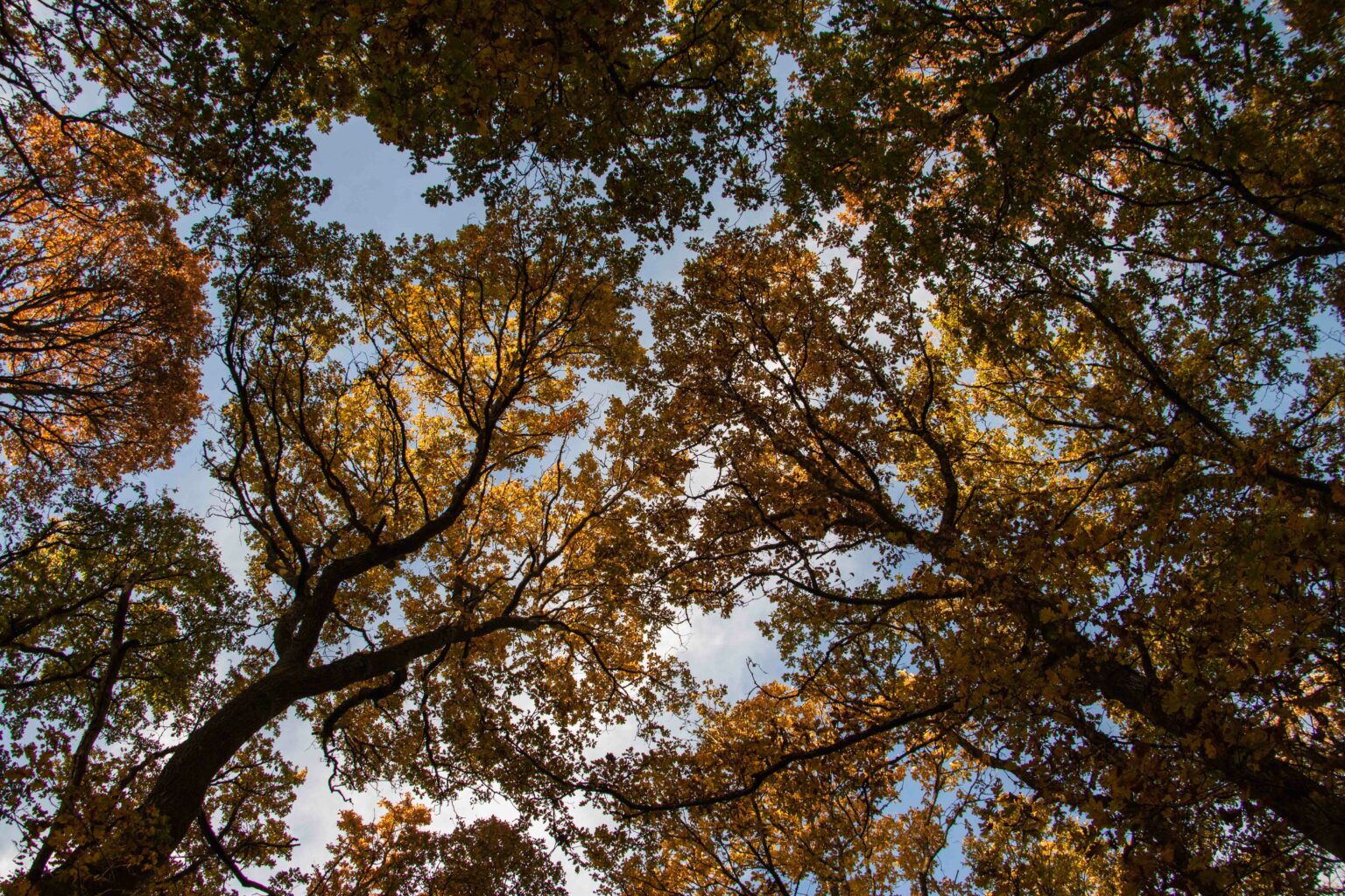 Using the 5th edition of the UK Forestry Standard in England – Forestry ...