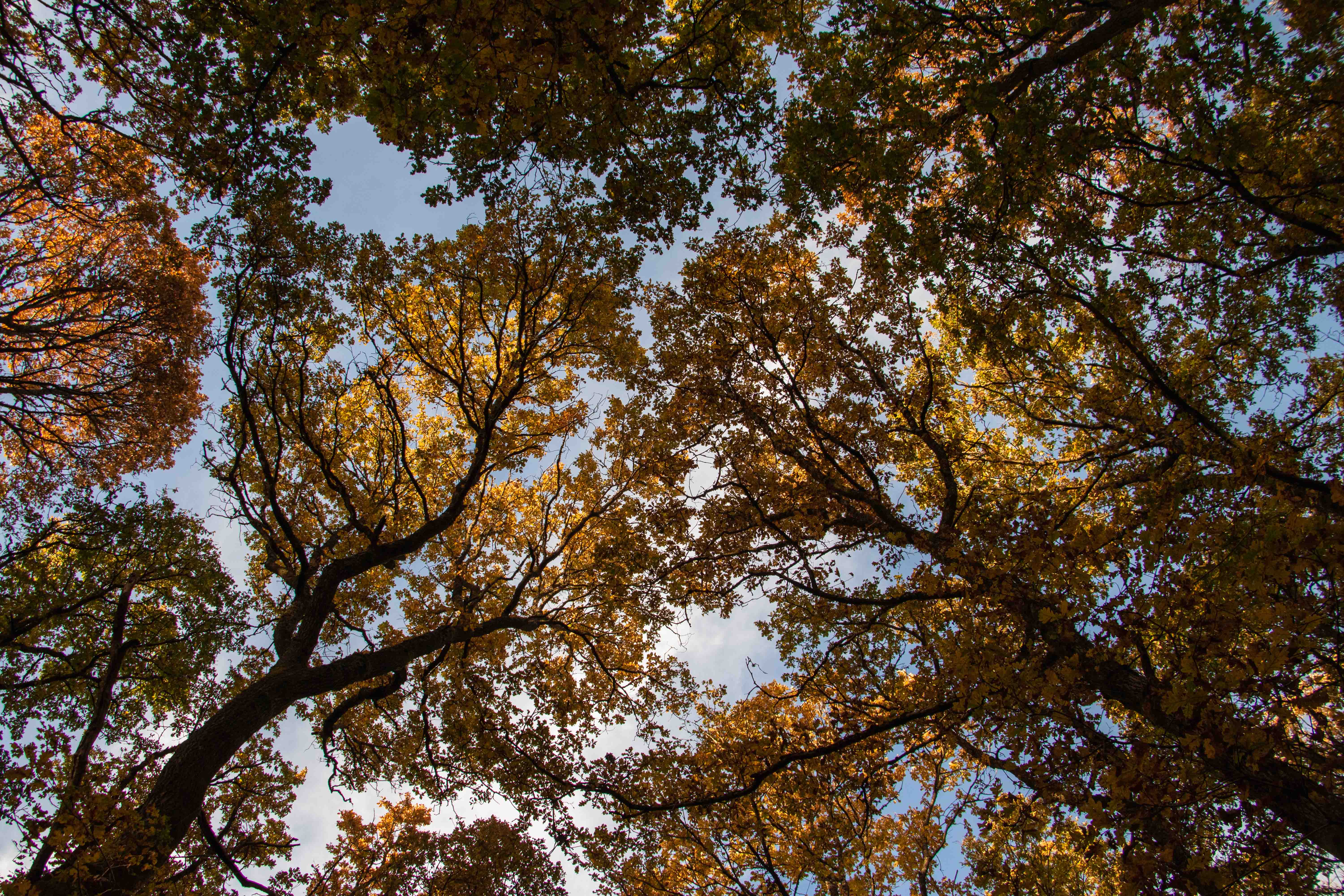 Using the 5th edition of the UK Forestry Standard in England – Forestry ...