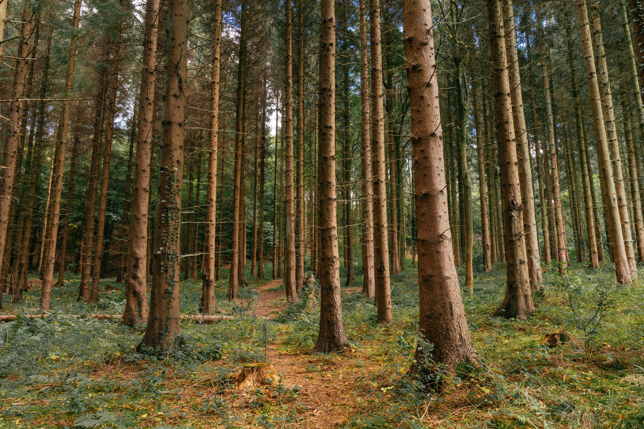 Using the 5th edition of the UK Forestry Standard in England – Forestry ...