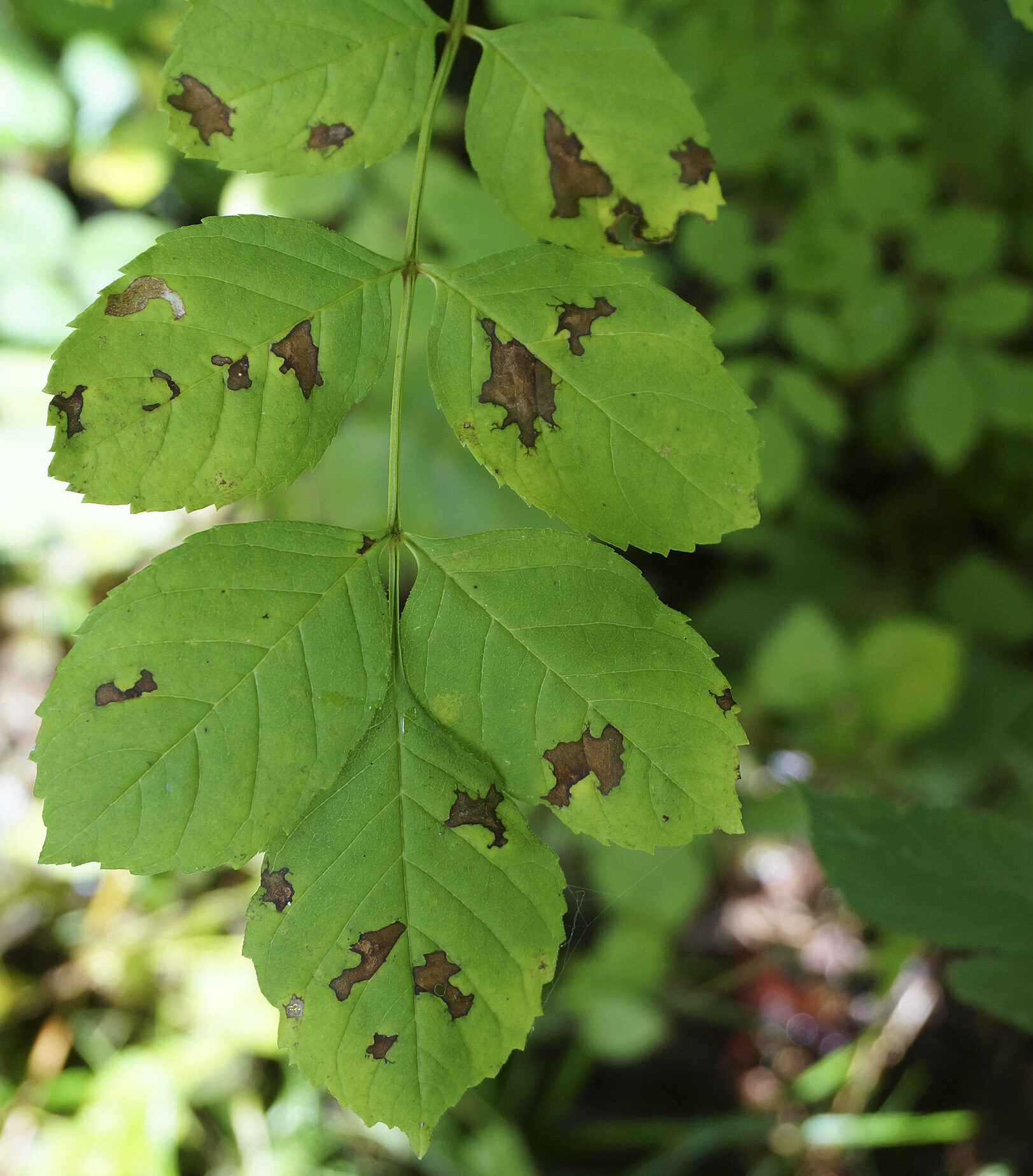 Cultivating resilient trees and woodlands in London: a model for all ...