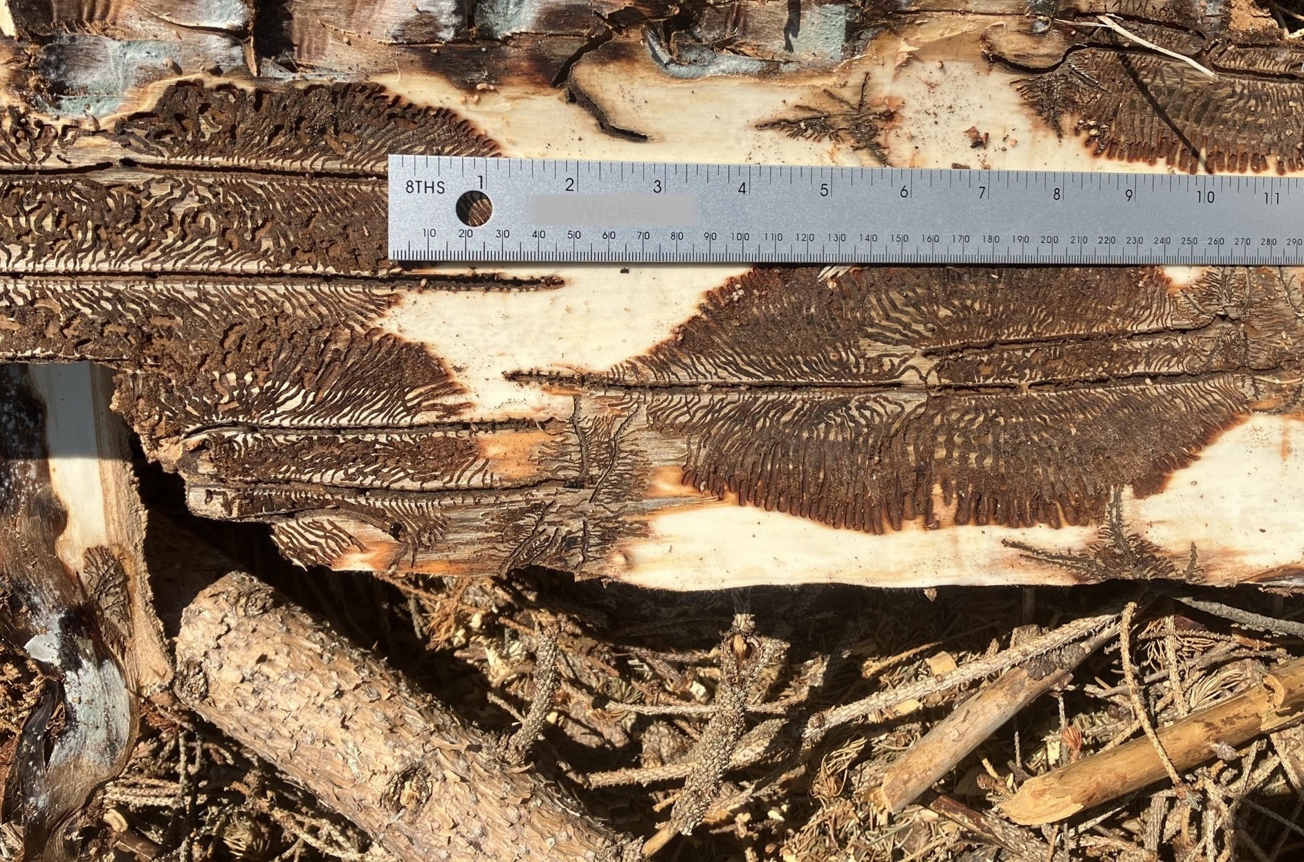 Using the 5th edition of the UK Forestry Standard in England – Forestry ...