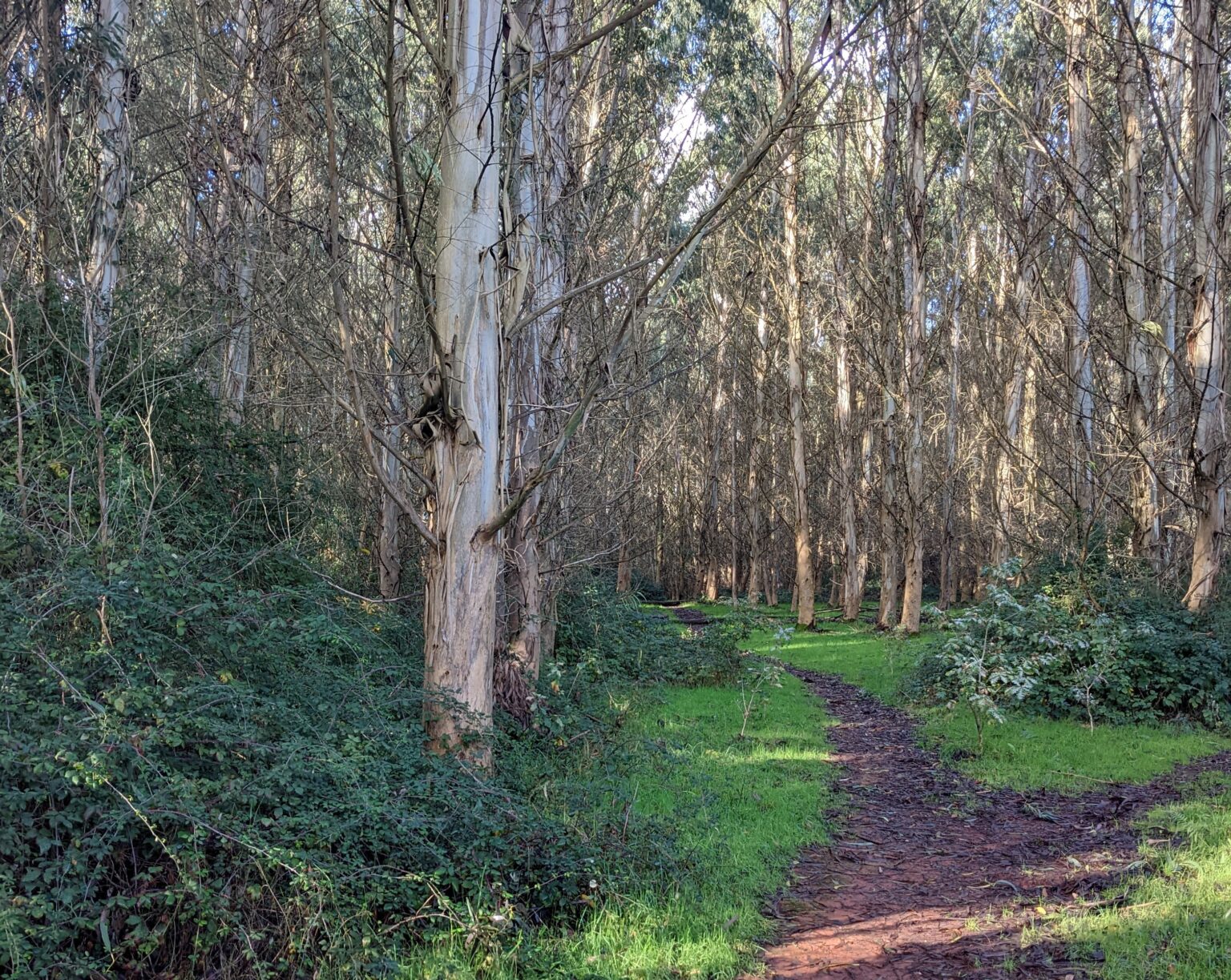 Using the 5th edition of the UK Forestry Standard in England – Forestry ...