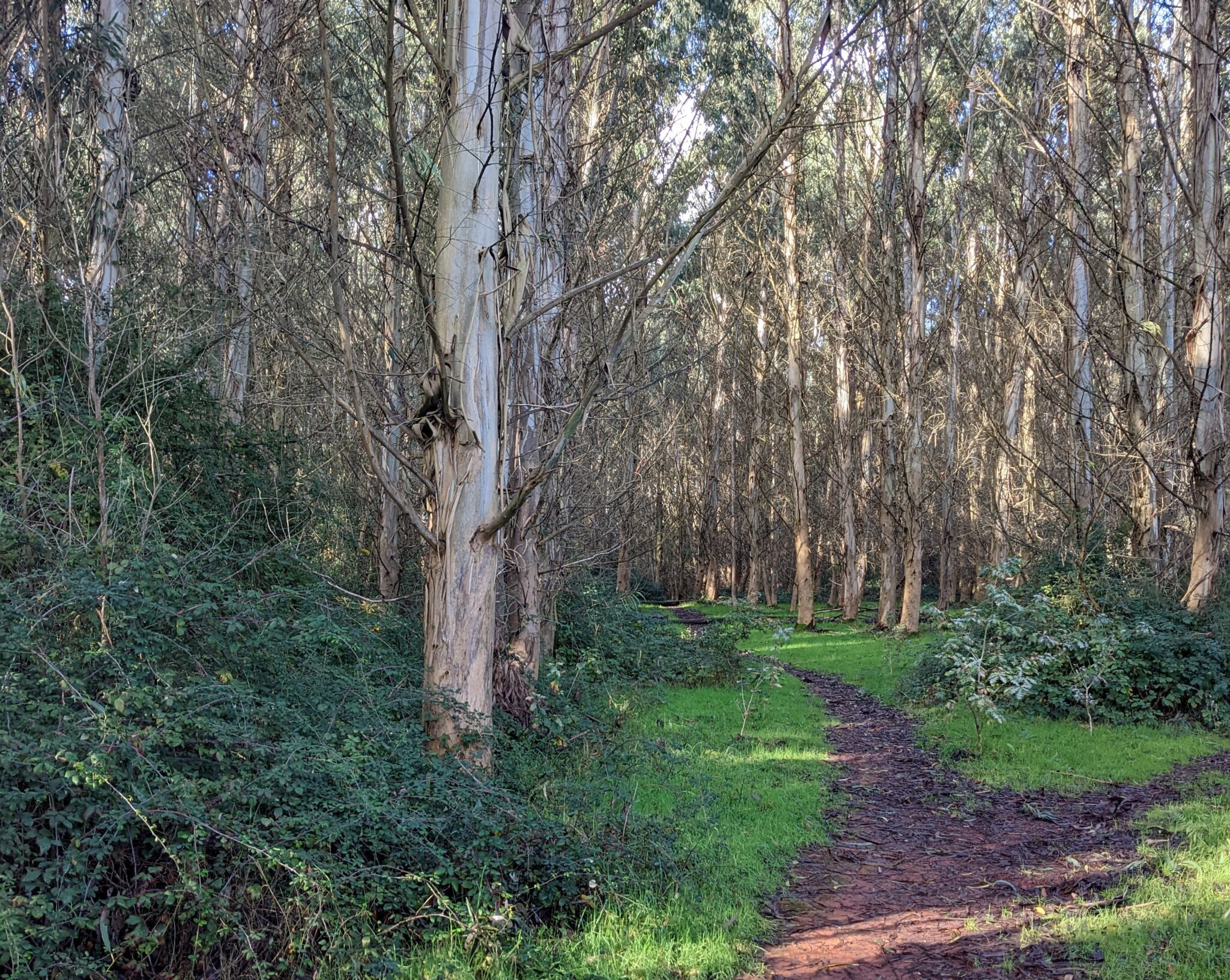 Using the 5th edition of the UK Forestry Standard in England – Forestry ...
