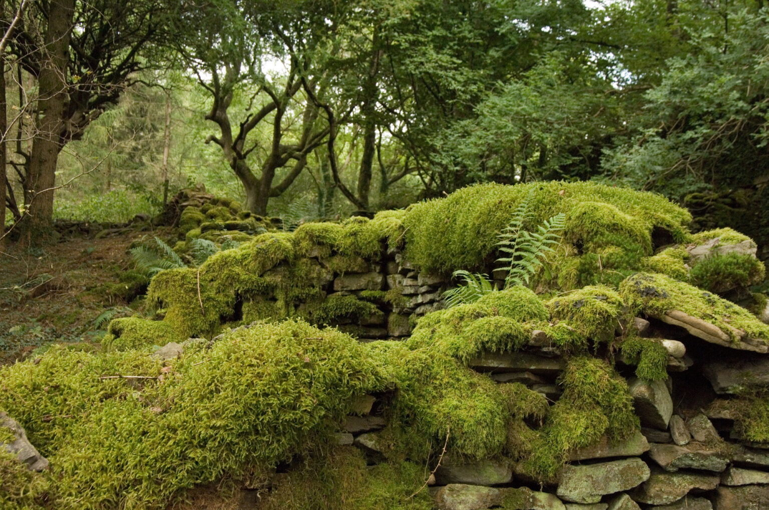 The benefits of mosses, liverworts and lichen – Forestry Commission