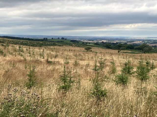 Tree planting at Silver Hill: four years later – Forestry Commission