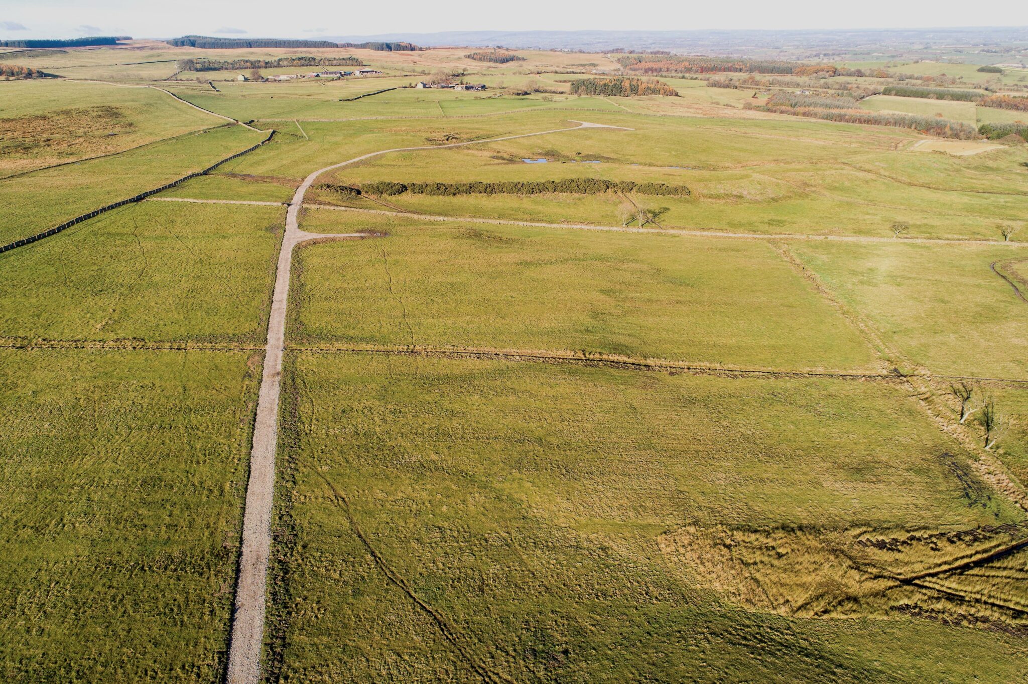 Tree planting at Silver Hill: four years later – Forestry Commission