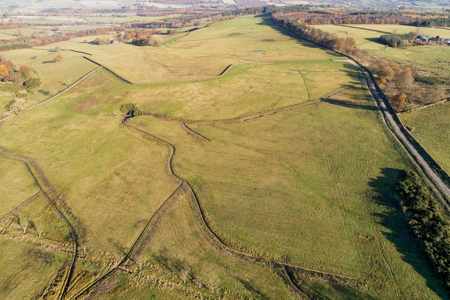 Tree planting at Silver Hill: four years later – Forestry Commission