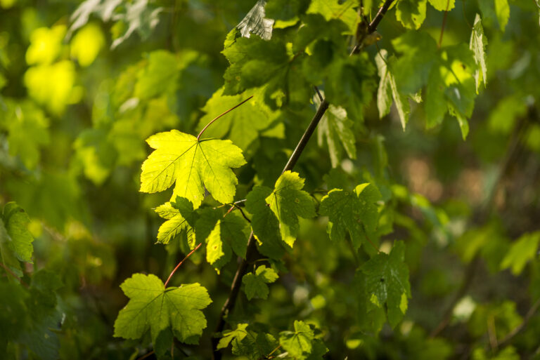 Navigating Countryside Stewardship Higher Tier funding for effective ...