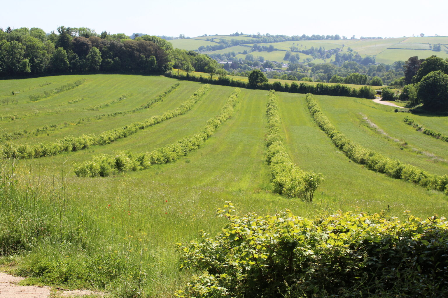 5 tips for Environmental Land Management in-field agroforestry ...