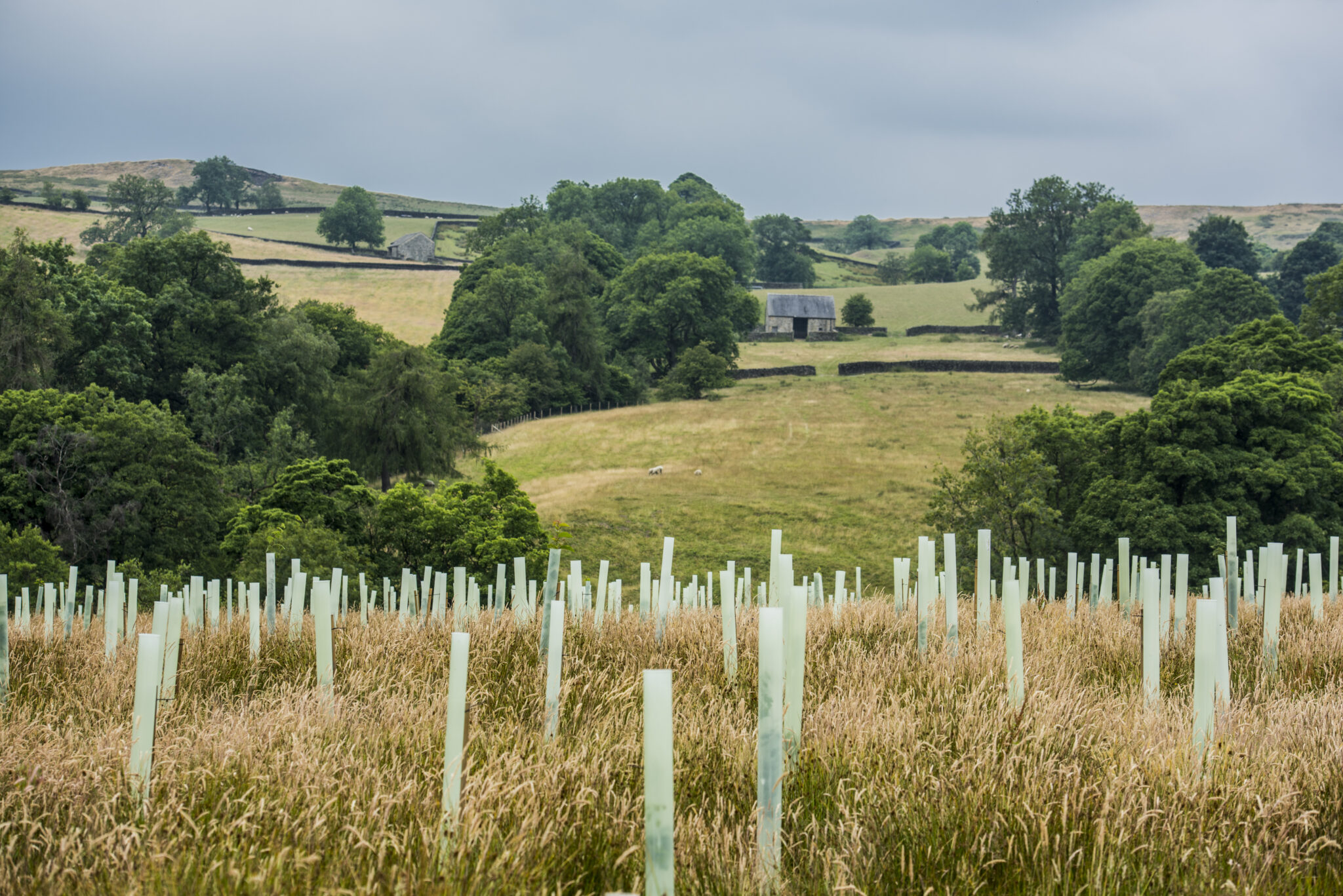 5 tips for Environmental Land Management in-field agroforestry ...