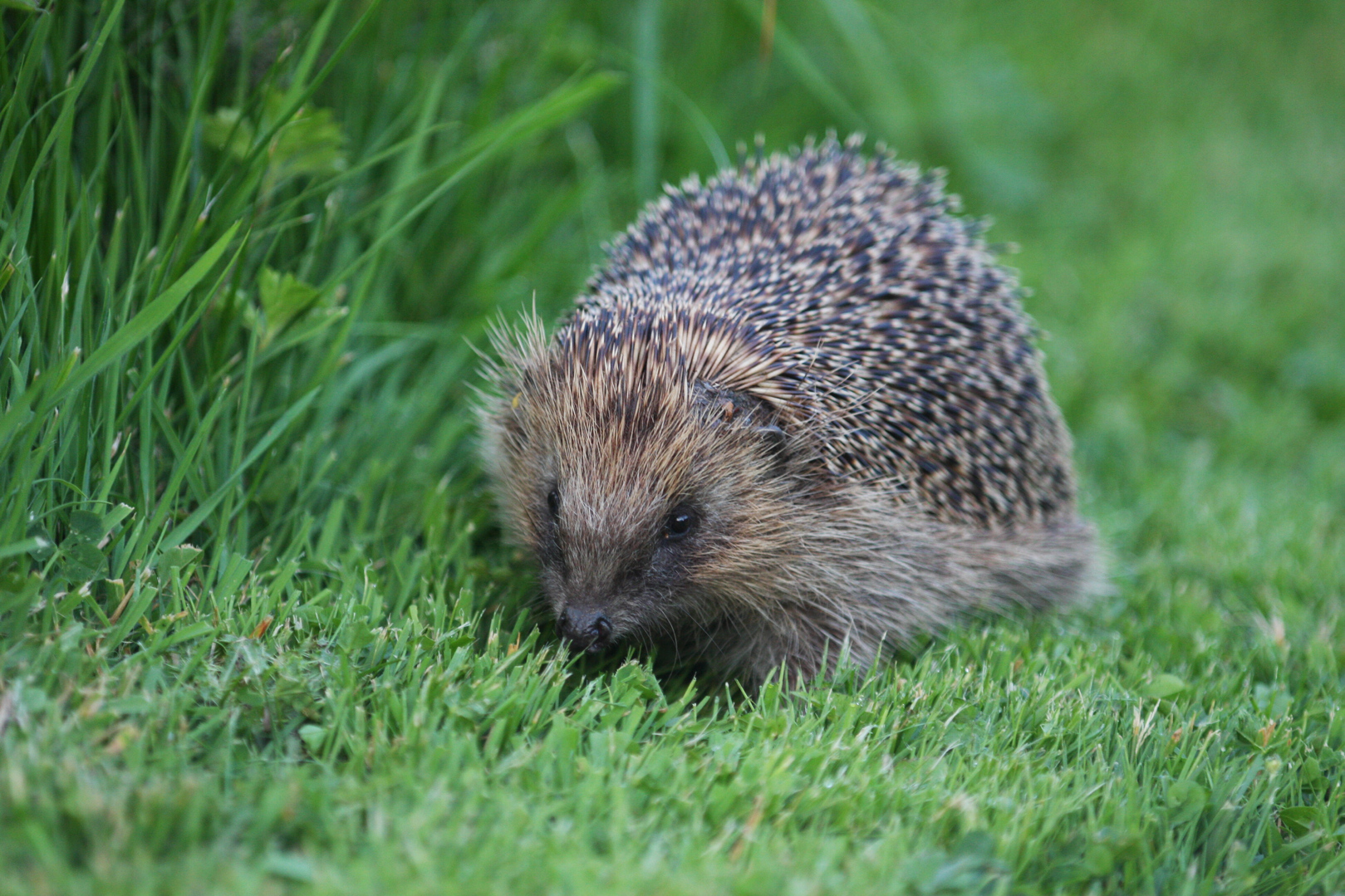 Is your woodland a home for hedgehogs? – Forestry Commission