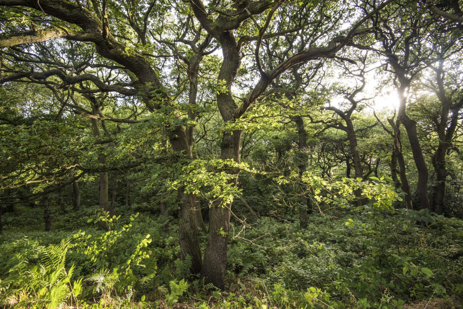 Navigating Countryside Stewardship Higher Tier funding for effective ...