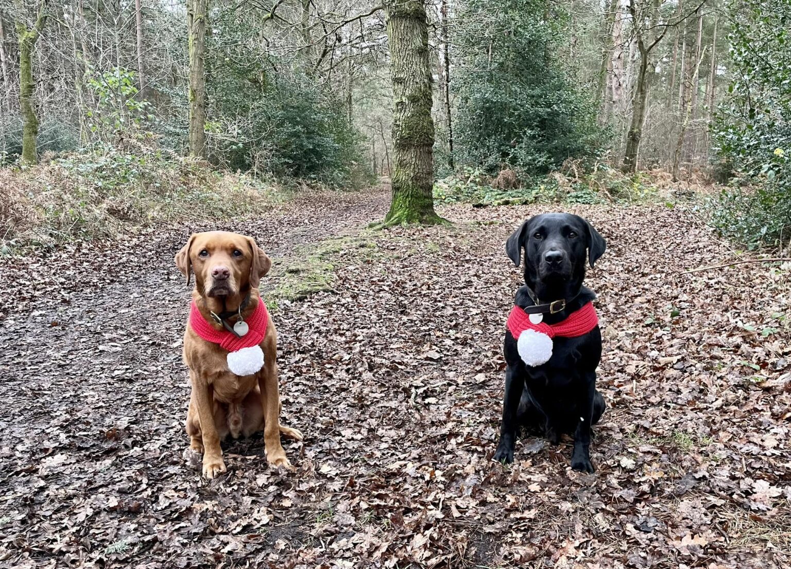 Into the woods: the value of amenity woodlands – Forestry Commission