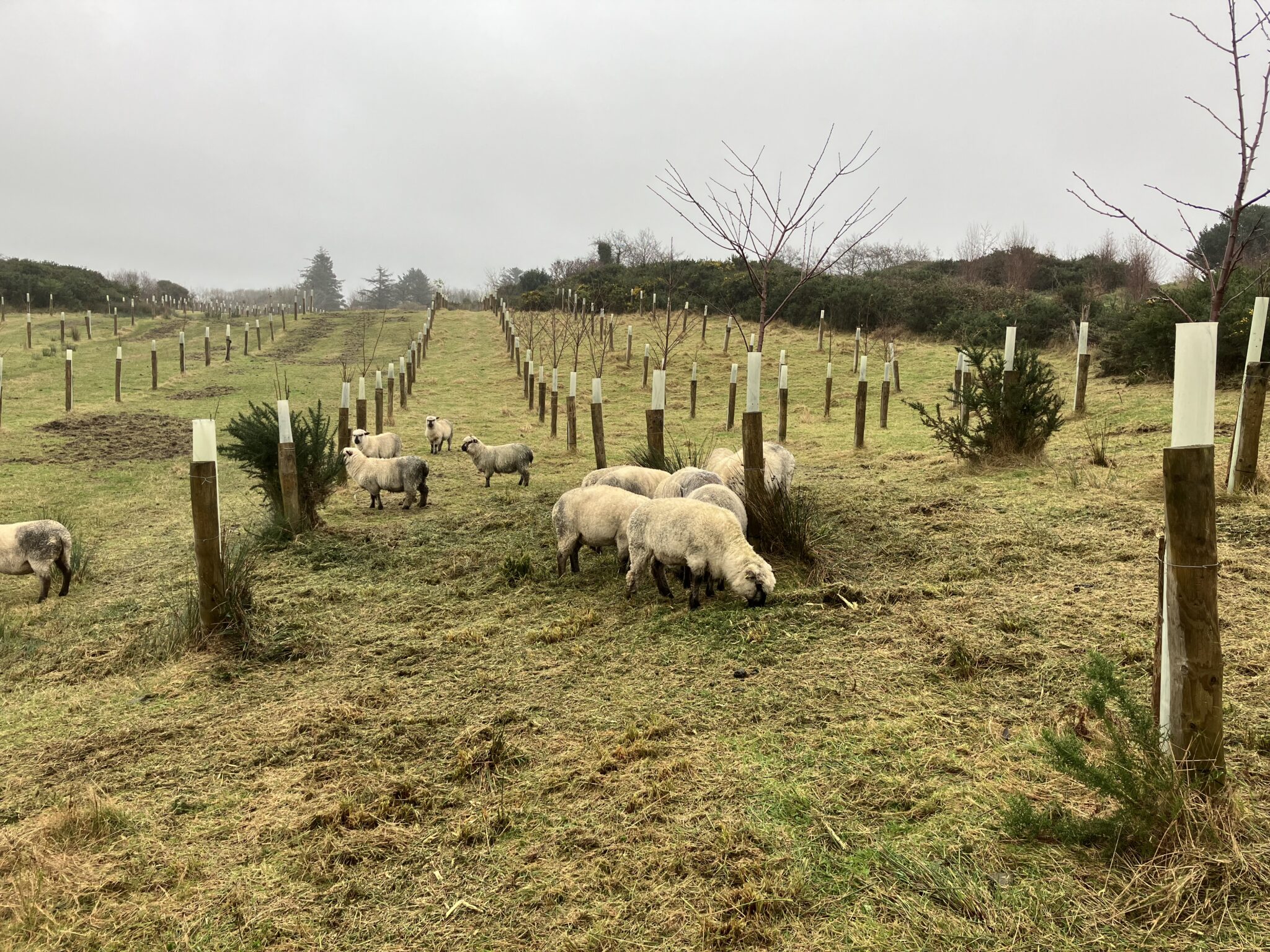 5 tips for Environmental Land Management in-field agroforestry ...
