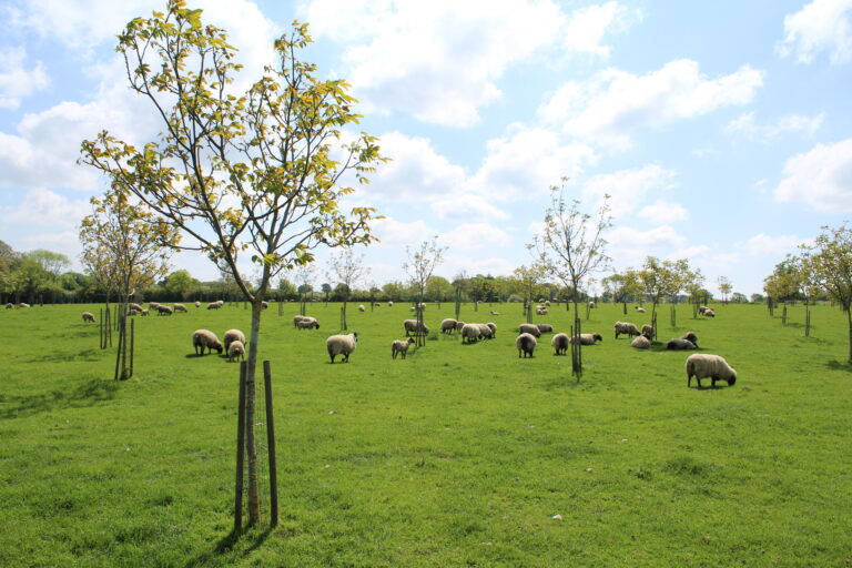 5 tips for Environmental Land Management in-field agroforestry ...