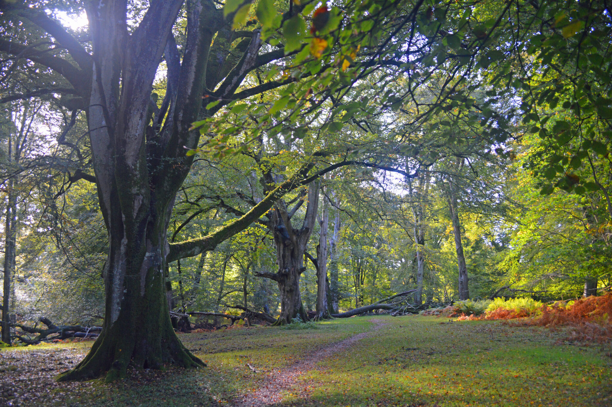 Into The Woods Managing The New Forest Forestry Commission