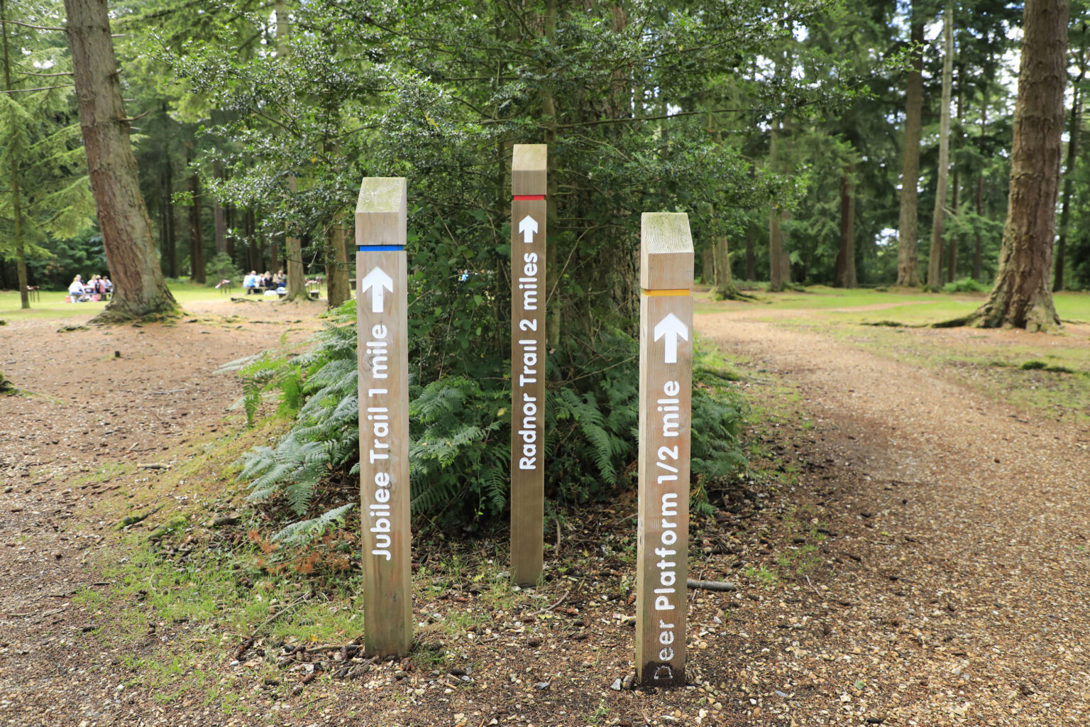 Into the woods: managing the New Forest – Forestry Commission