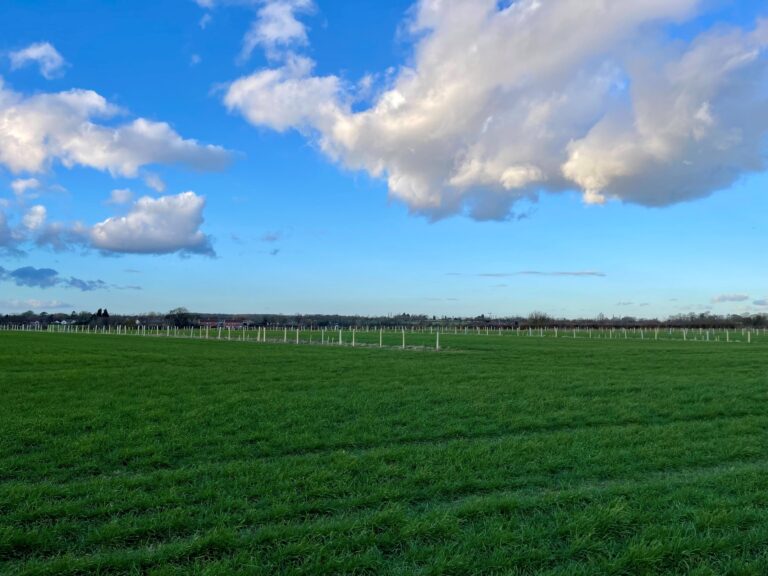 From field to forest: how Shimpling Park Farm introduced agroforestry ...