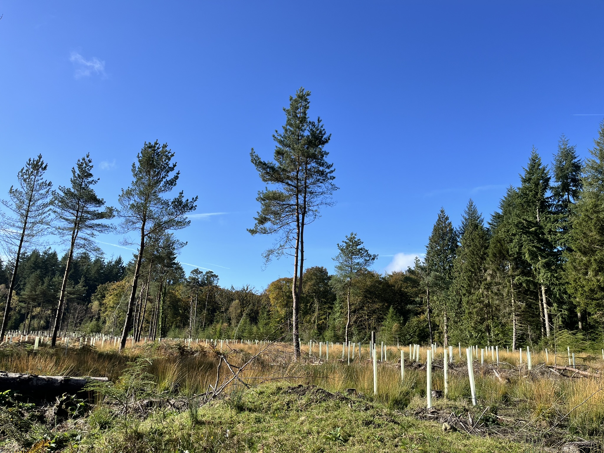 Celebrating the timber in our lives – Forestry Commission
