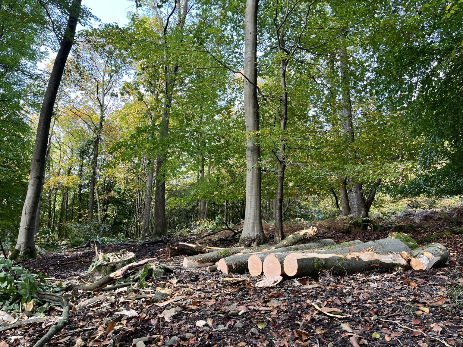 Celebrating the timber in our lives – Forestry Commission