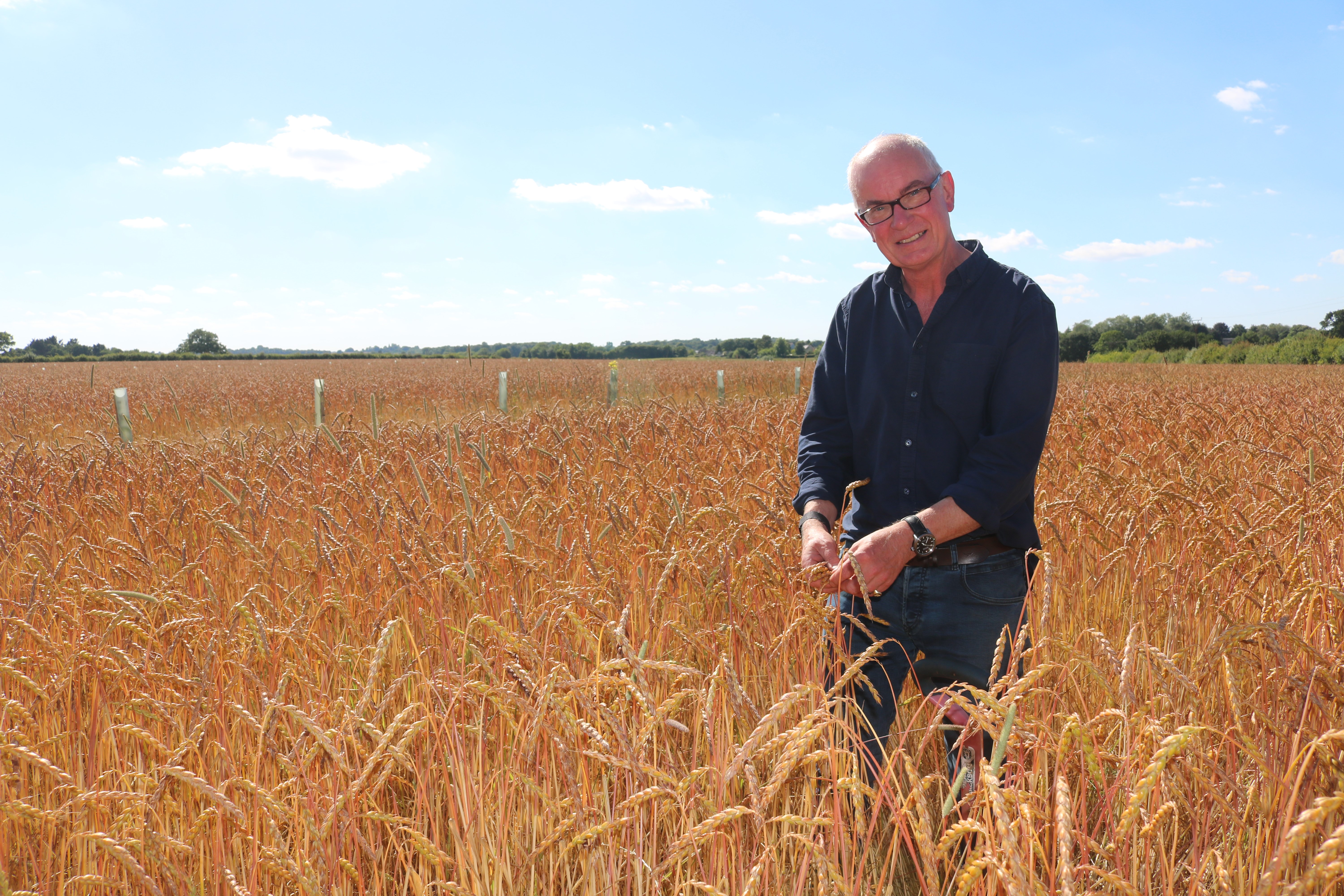 From field to forest: how Shimpling Park Farm introduced agroforestry ...