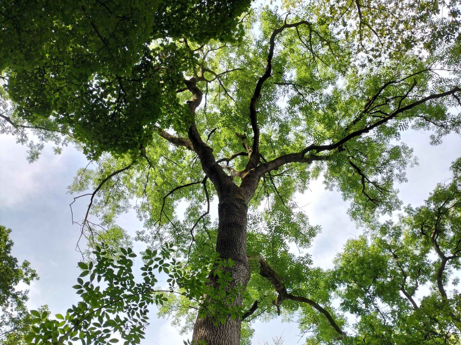 Battling ash dieback in the Peak District – Forestry Commission