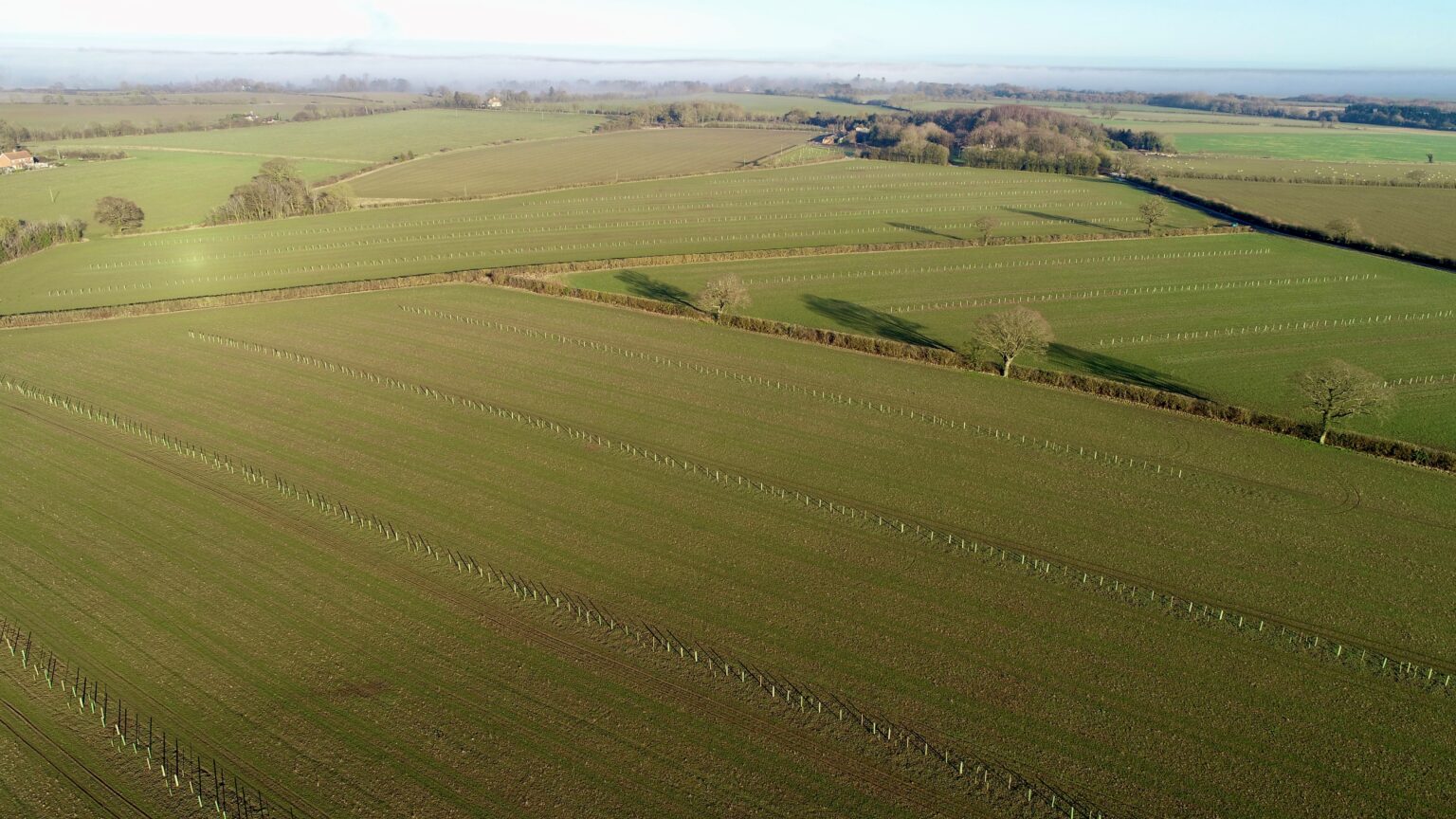 From field to forest: how Shimpling Park Farm introduced agroforestry ...
