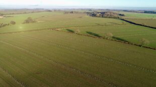 From field to forest: how Shimpling Park Farm introduced agroforestry ...