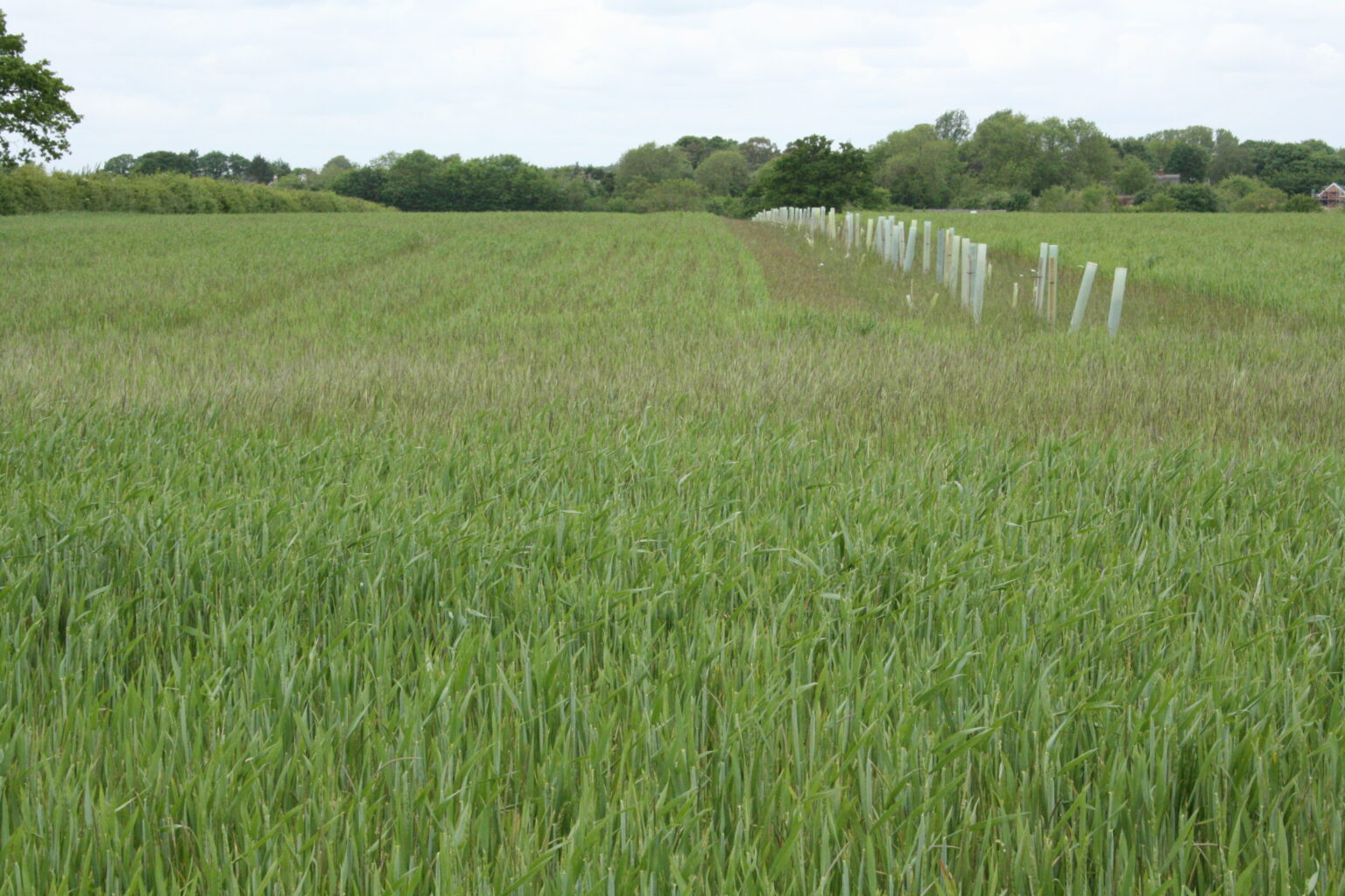 From field to forest: how Shimpling Park Farm introduced agroforestry ...