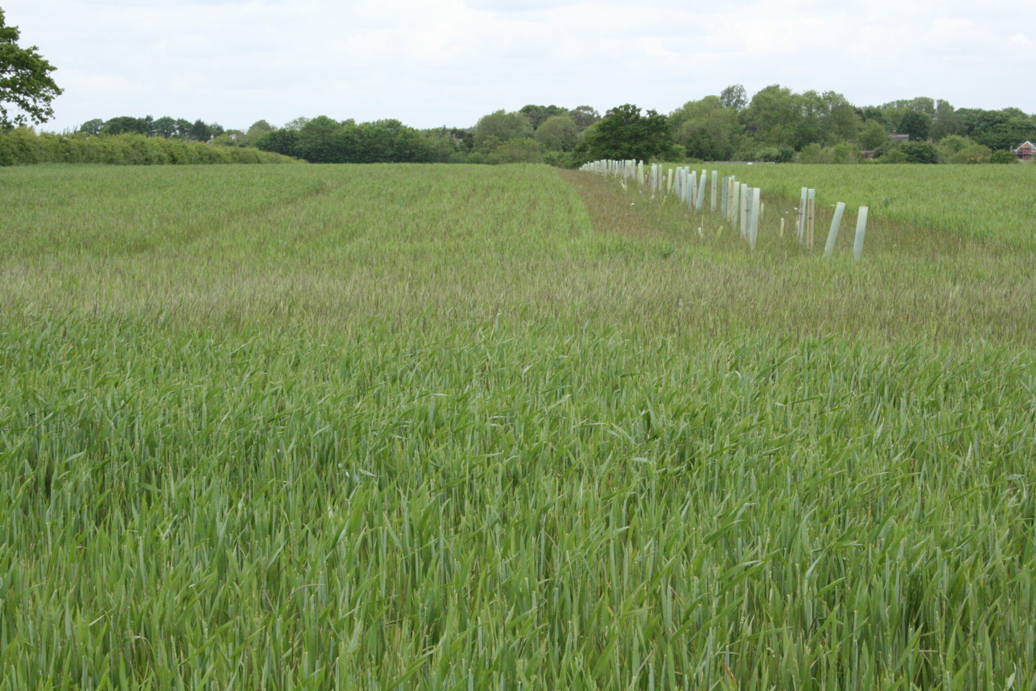 From field to forest: how Shimpling Park Farm introduced agroforestry ...