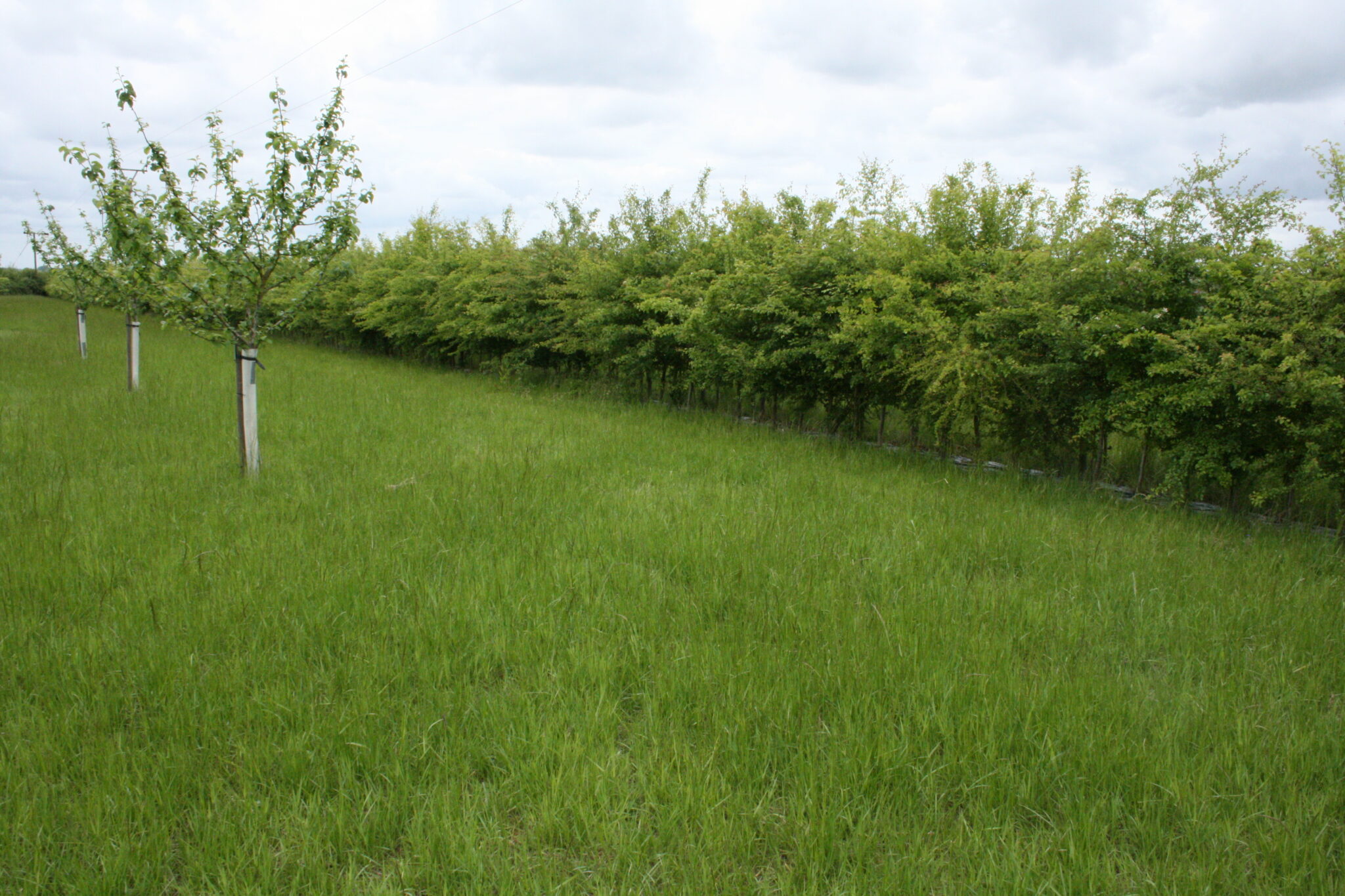 From field to forest: how Shimpling Park Farm introduced agroforestry ...