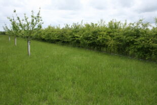From field to forest: how Shimpling Park Farm introduced agroforestry ...