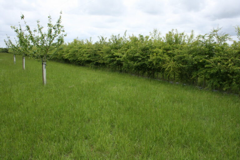 From field to forest: how Shimpling Park Farm introduced agroforestry ...