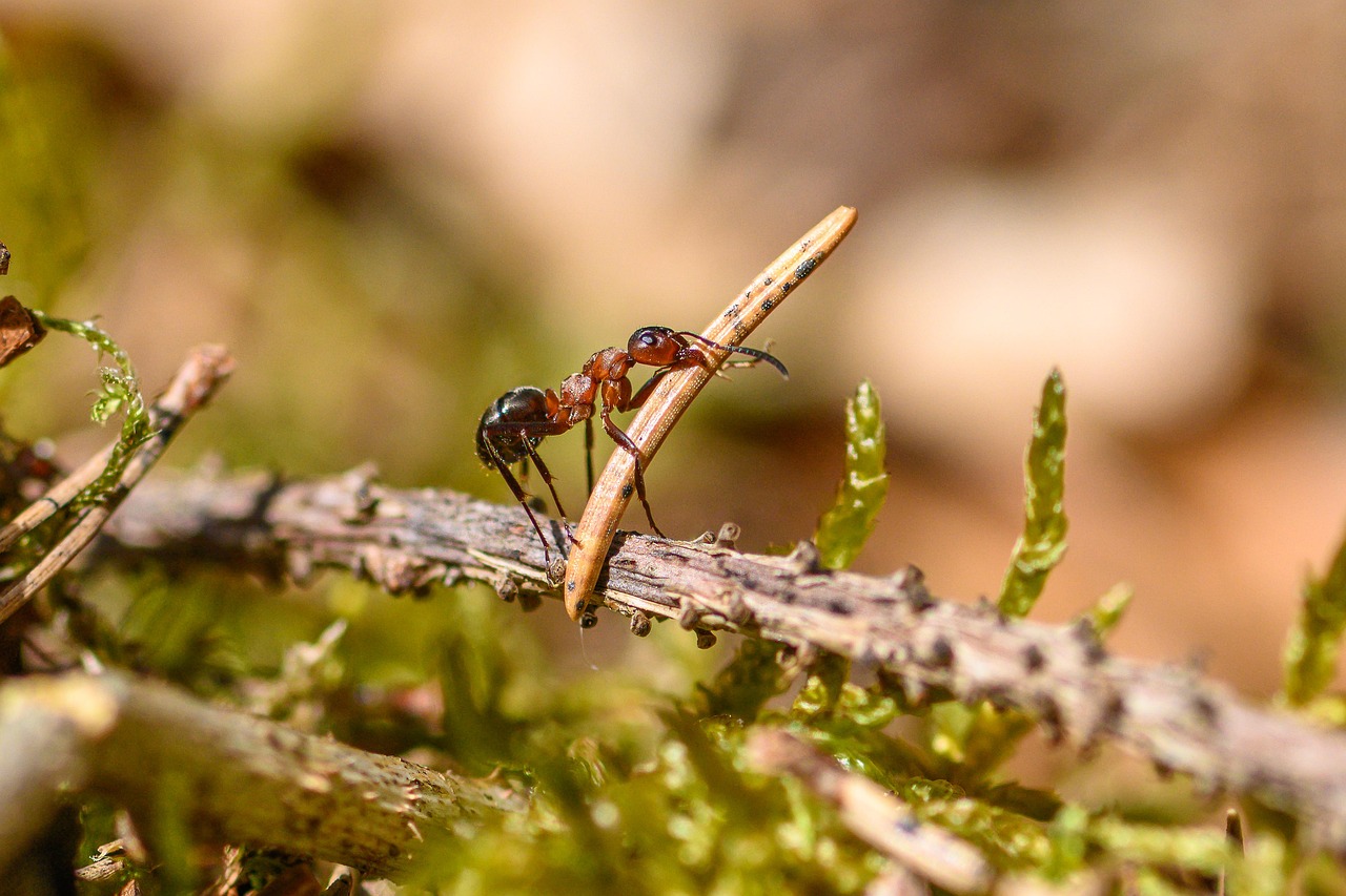 Wood ants mean healthy woodlands – Forestry Commission