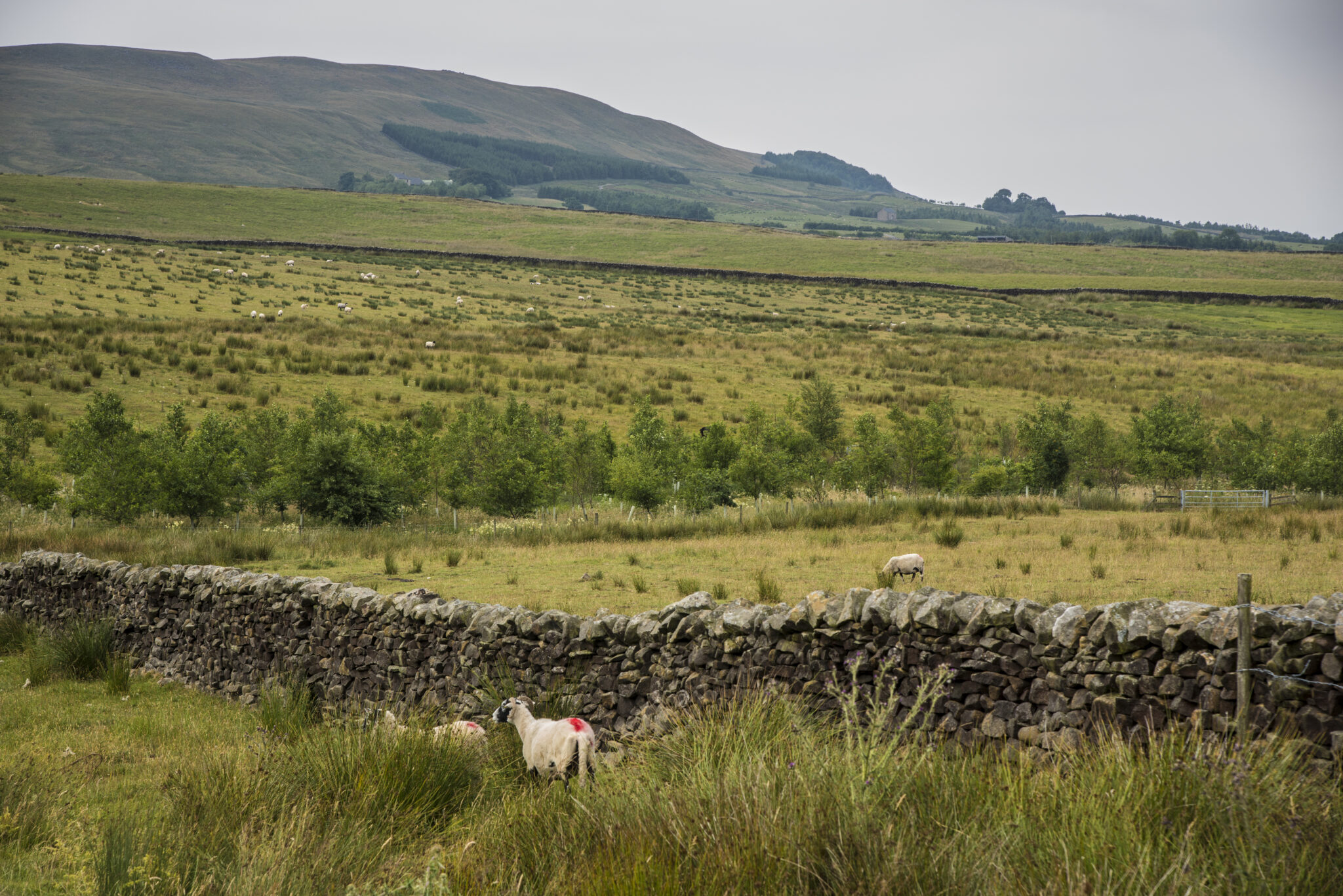 Should trees be planted within a productive farming landscape ...