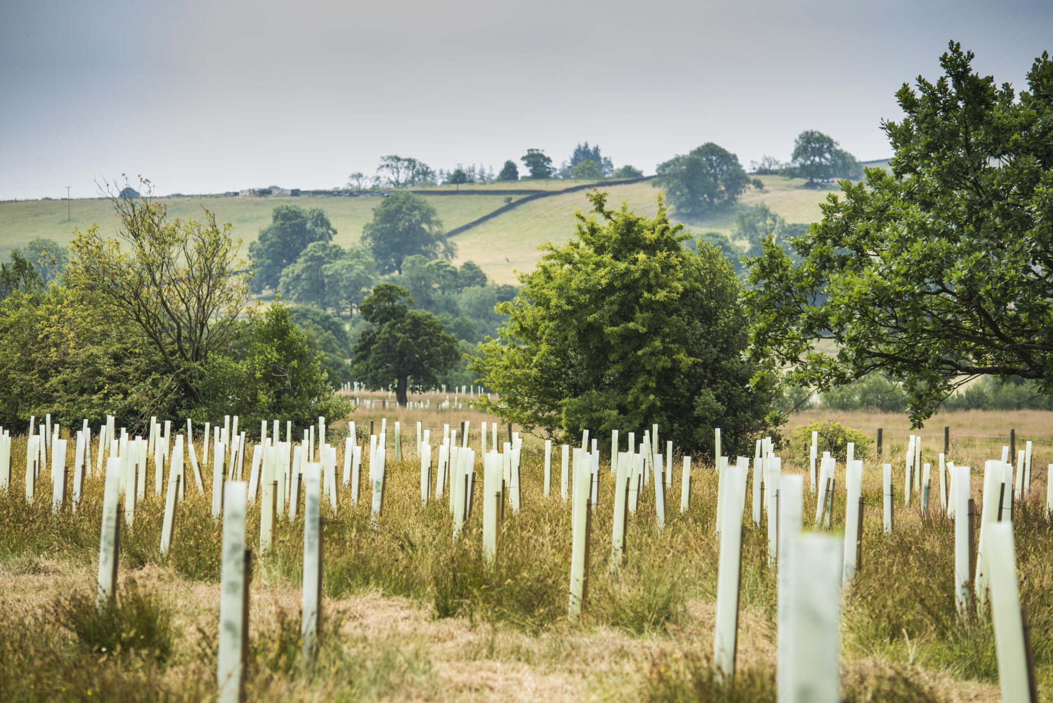 Should trees be planted within a productive farming landscape ...