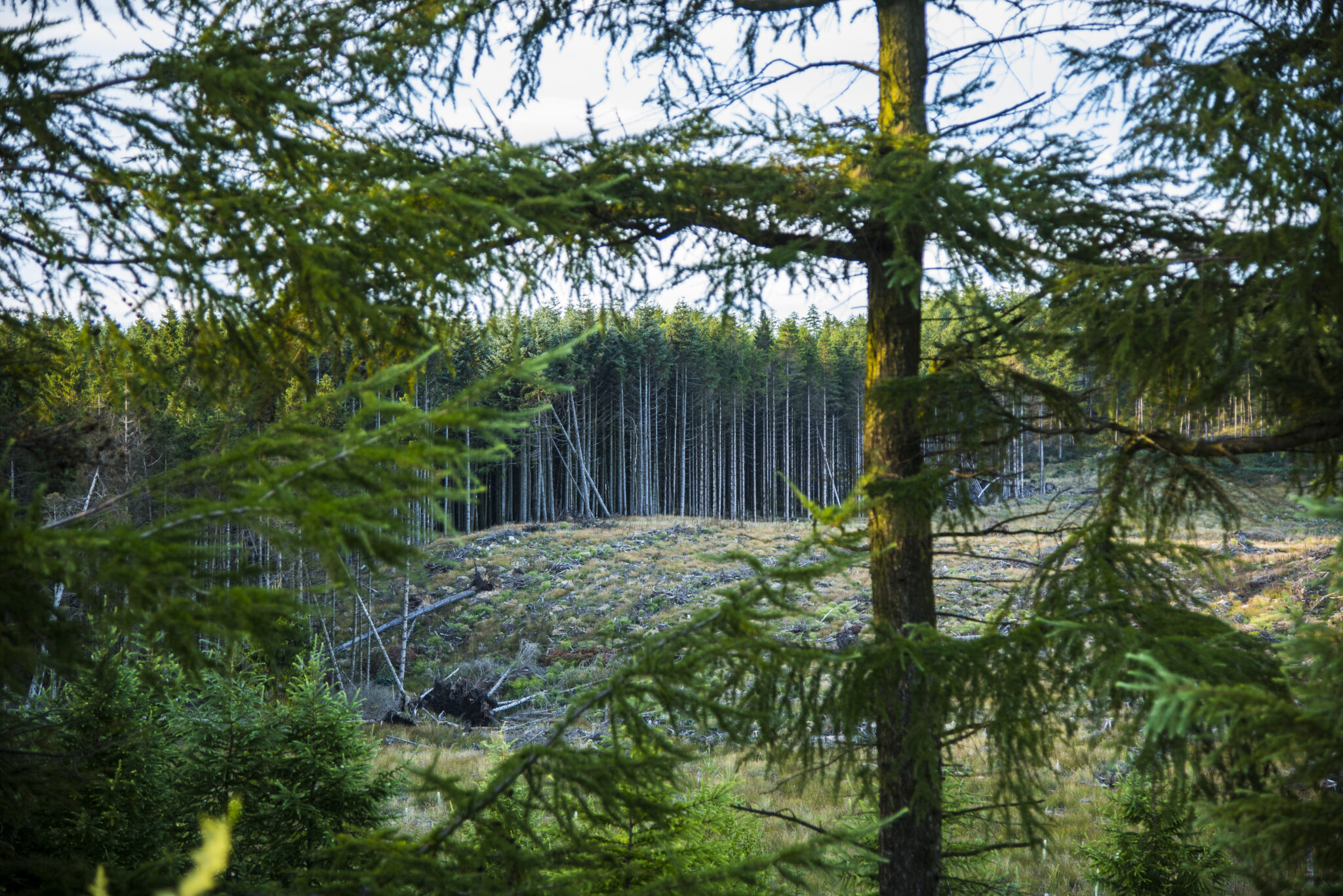 Three reasons why England needs more conifer planting – Forestry Commission